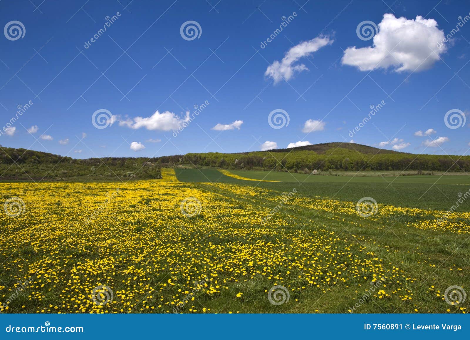 Flowery field. stock image. Image of yellow, trip, forest - 7560891