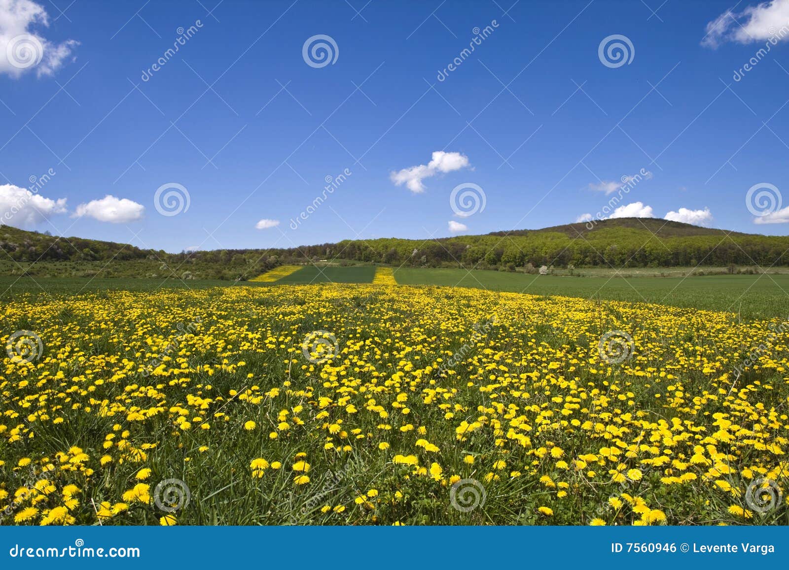 Flowery field. stock photo. Image of trip, distant, valley - 7560946