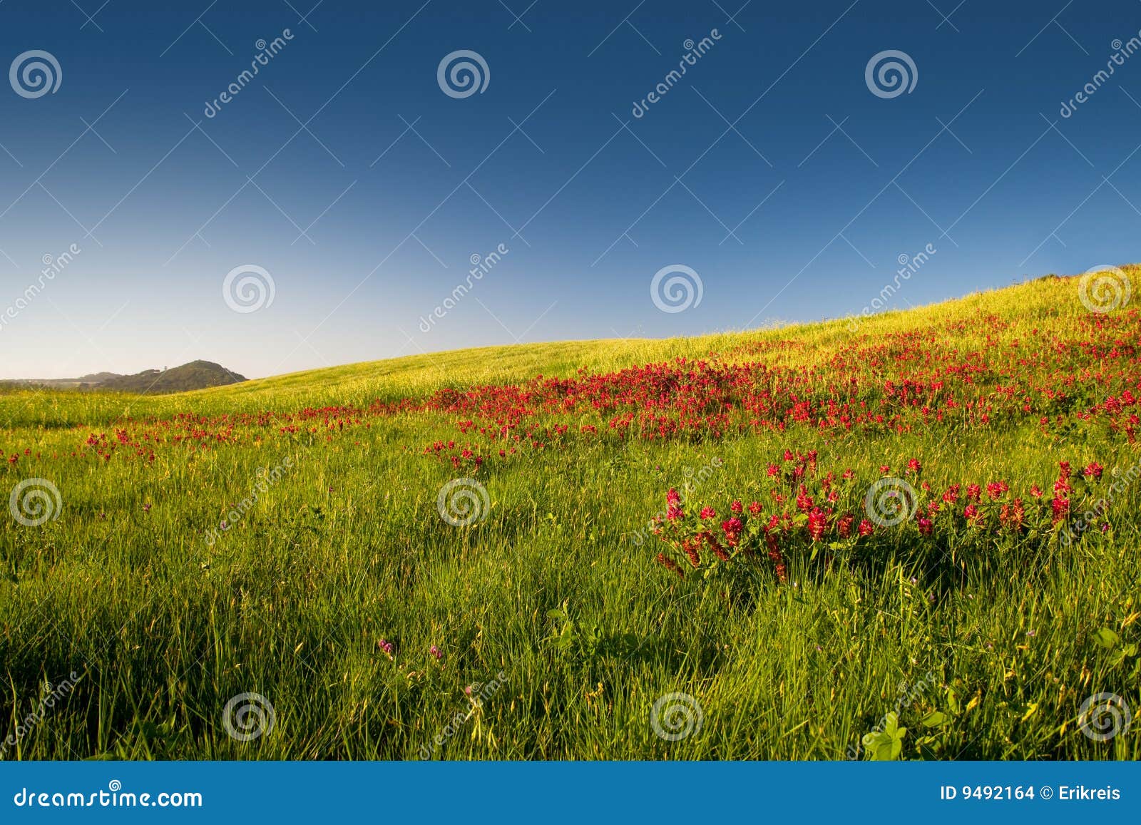 Flowery field stock photo. Image of green, horizon, grassy - 9492164