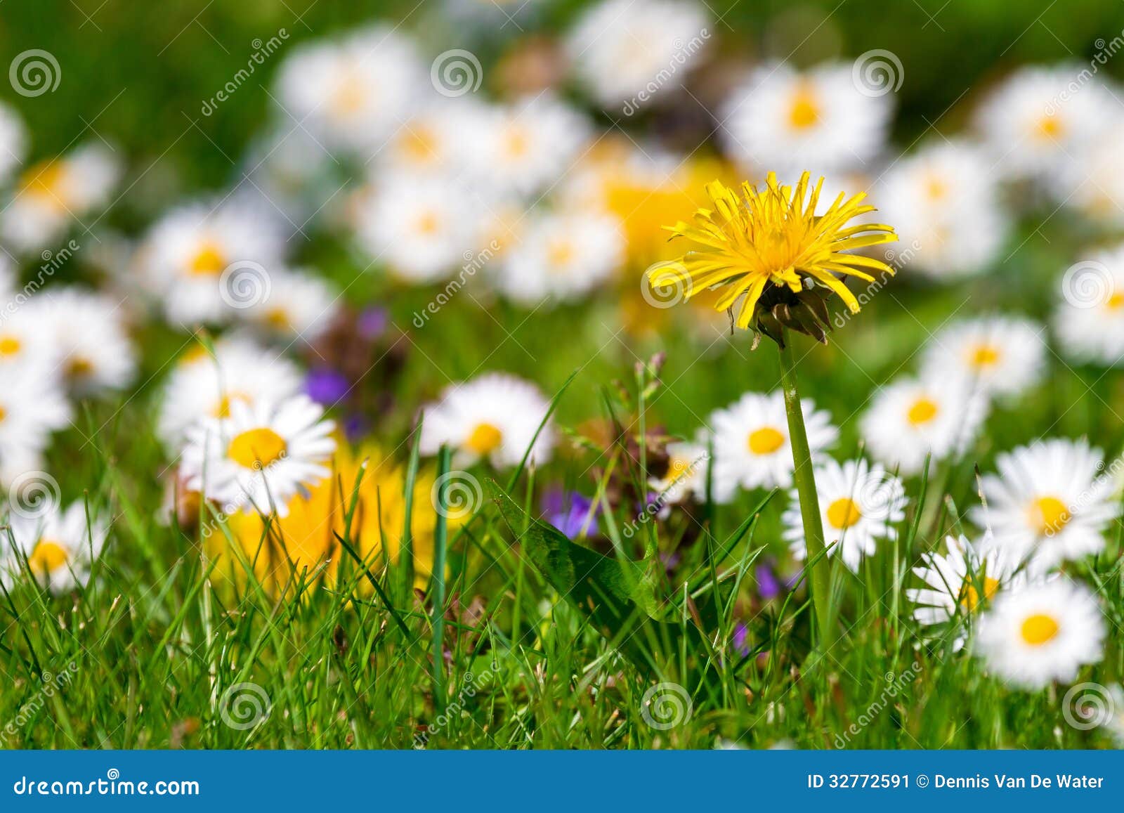 Flowery field stock image. Image of grass, colorful, beautiful - 32772591