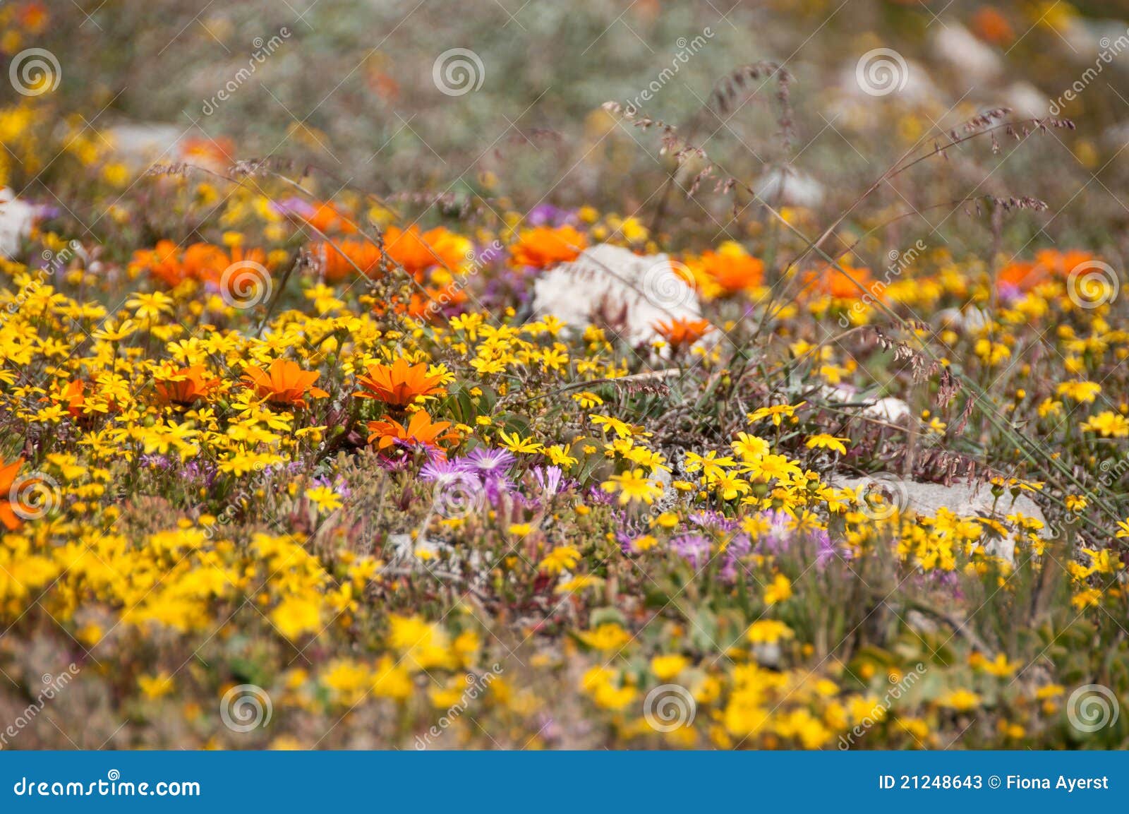 Flowery fields stock image. Image of south, land, western - 21248643