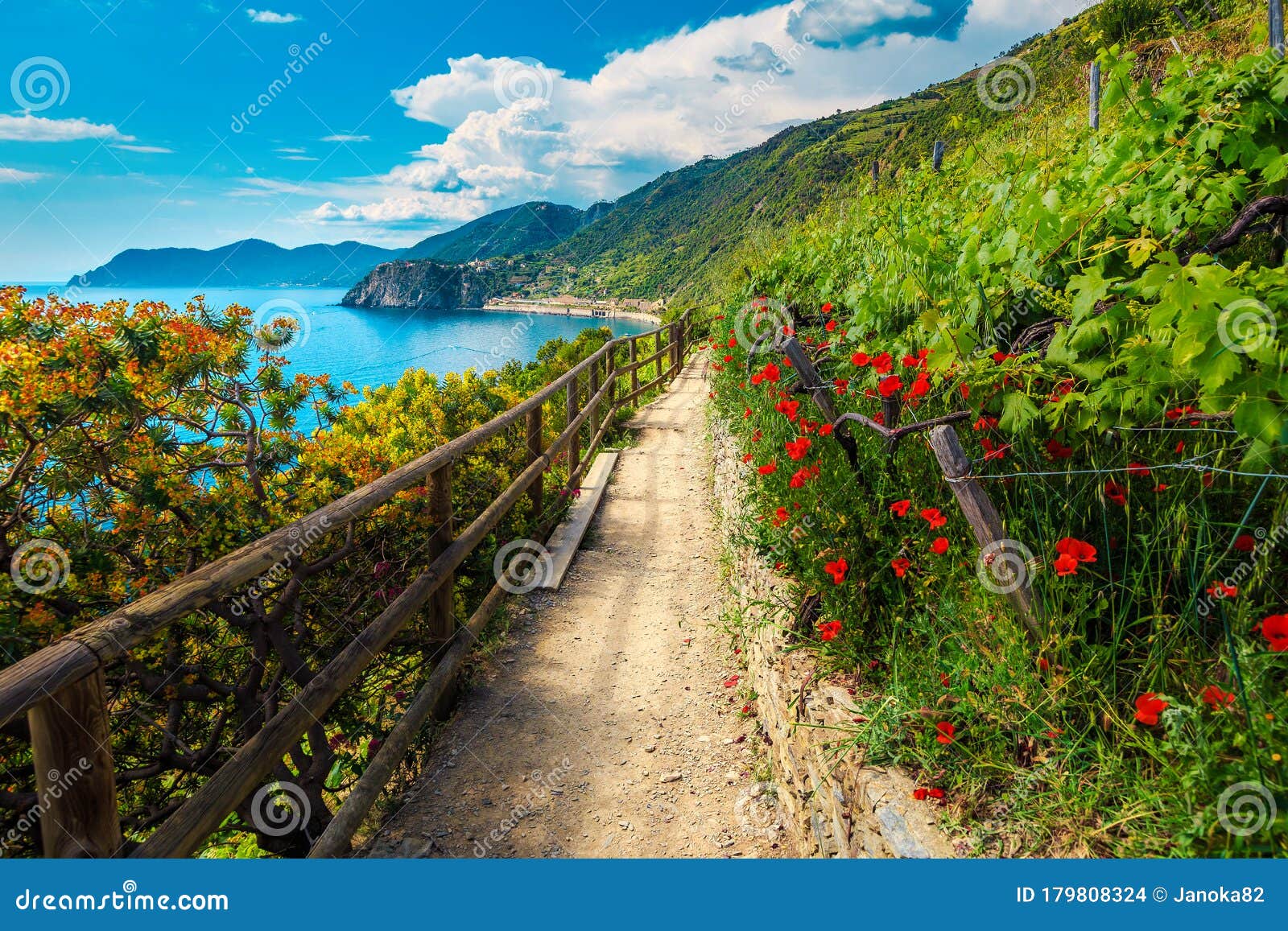 Flowery Hiking Path in the Vineyard, Manarola, Liguria, Italy Stock ... Flowery Hiking Path in the Vineyard, Manarola, Liguria, Italy Stock ...