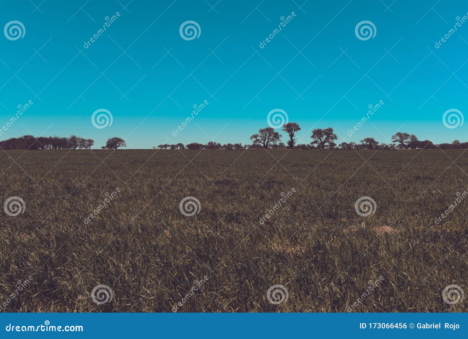 Flowery Landscape in Vintage Color Effect Stock Photo - Image of insect ...