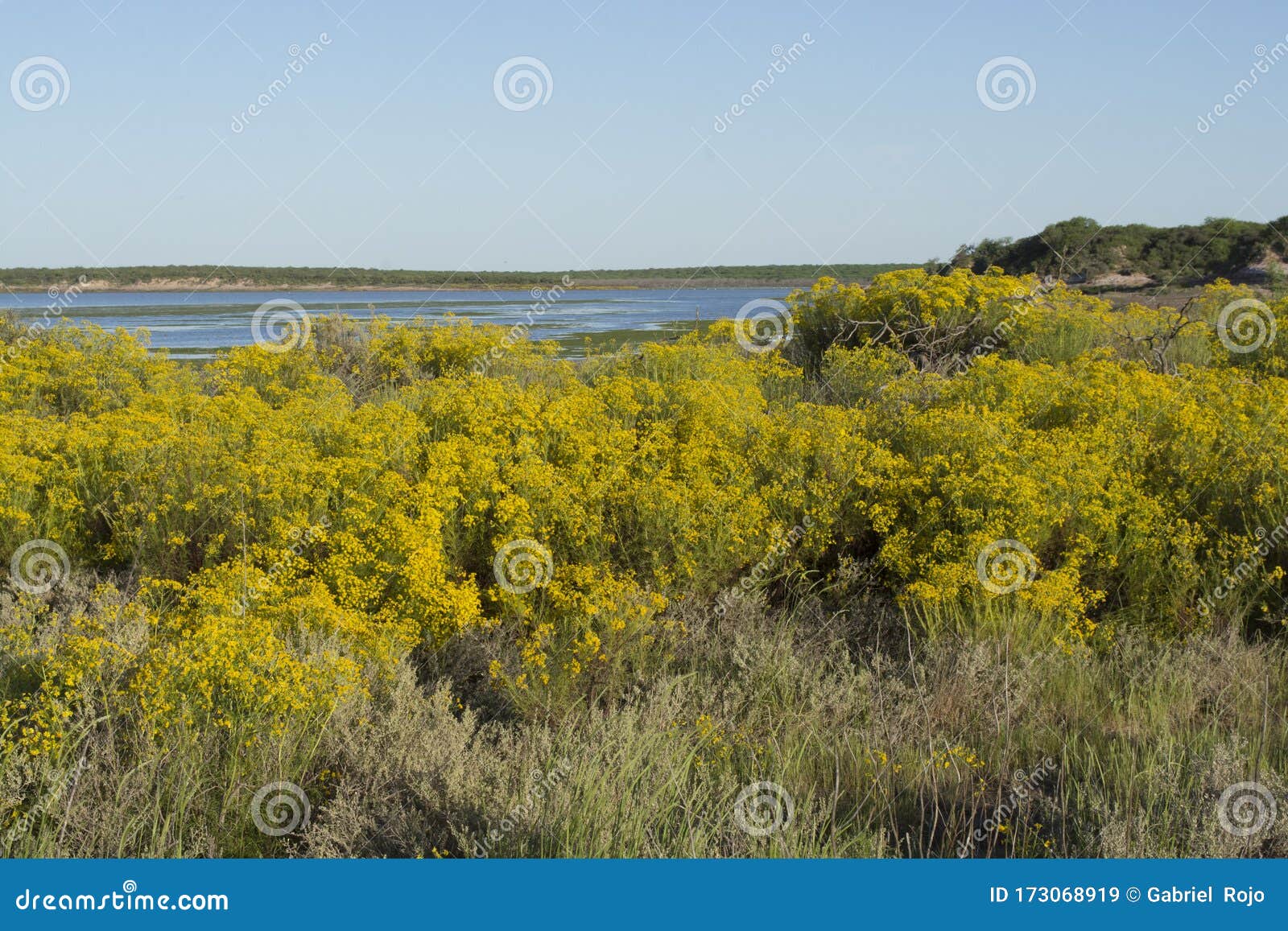 Flowery landscape stock image. Image of pampa, diaphanous - 173068919