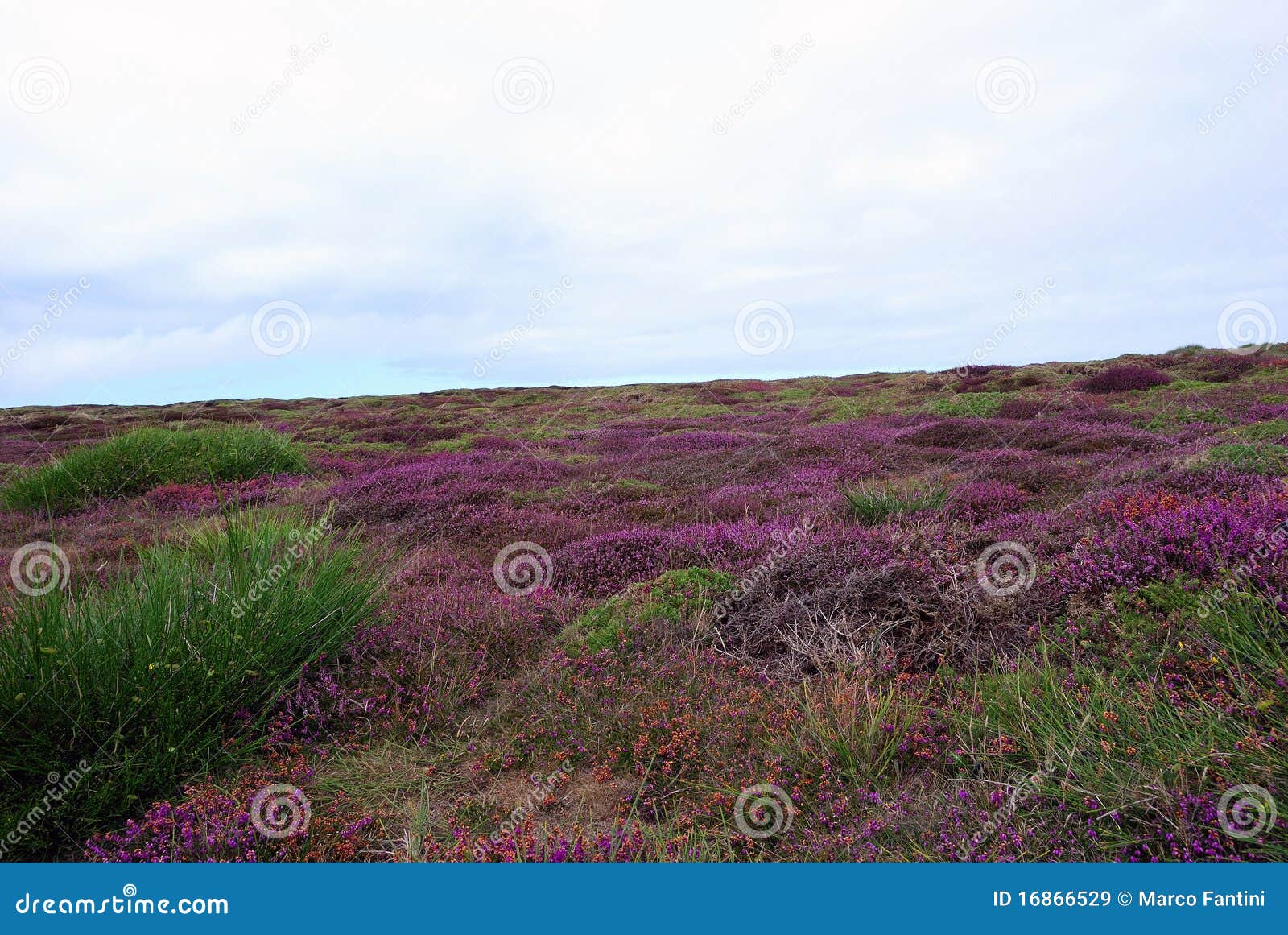 Flowery lawn stock image. Image of meadows, vegetation - 16866529