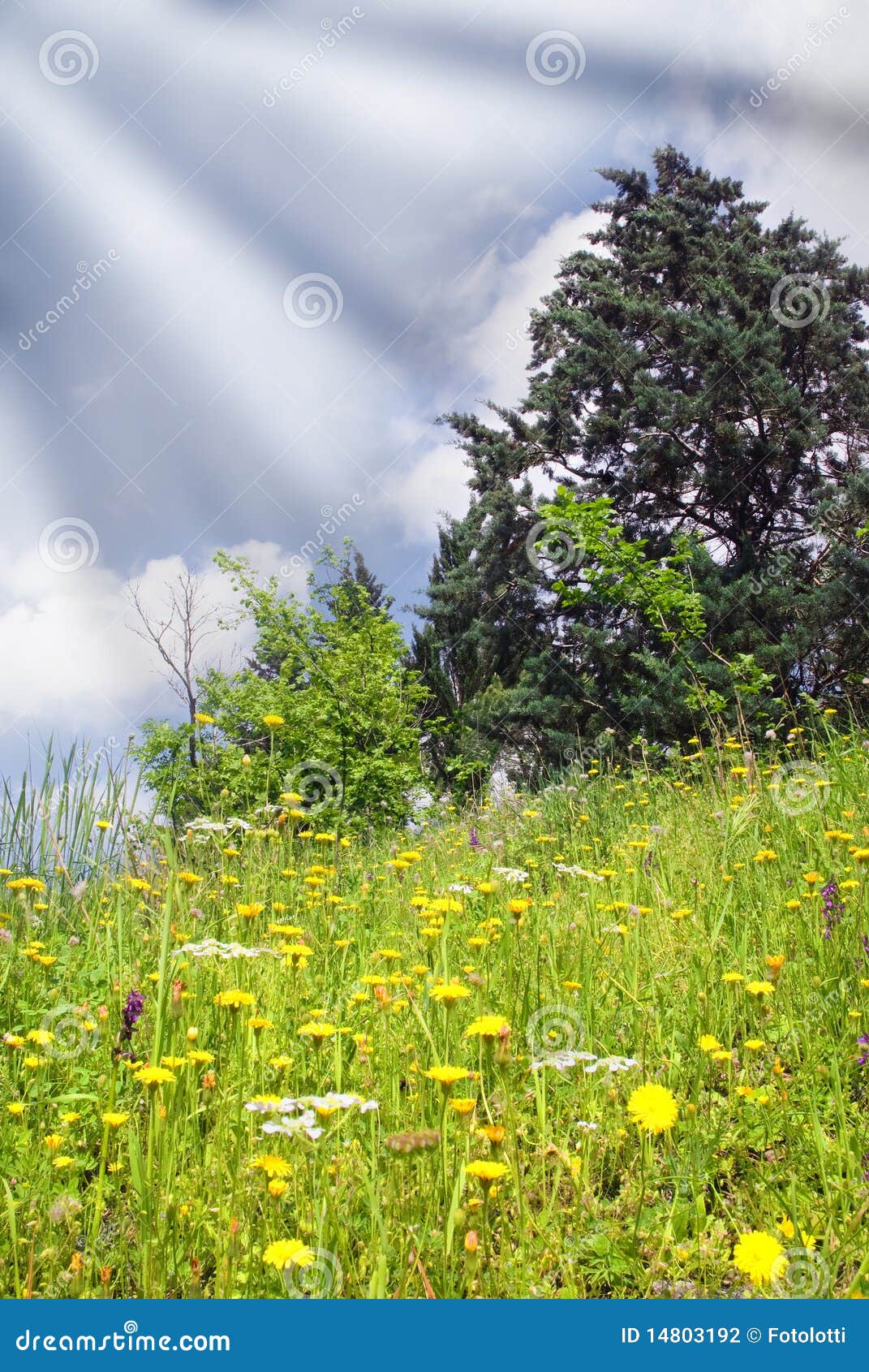 Flowery meadow stock photo. Image of lawn, pine, mountain - 14803192