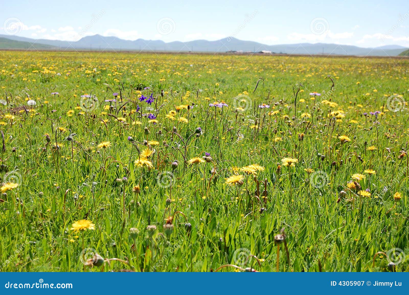 Flowery meadow stock image. Image of color, flower, pasture - 4305907