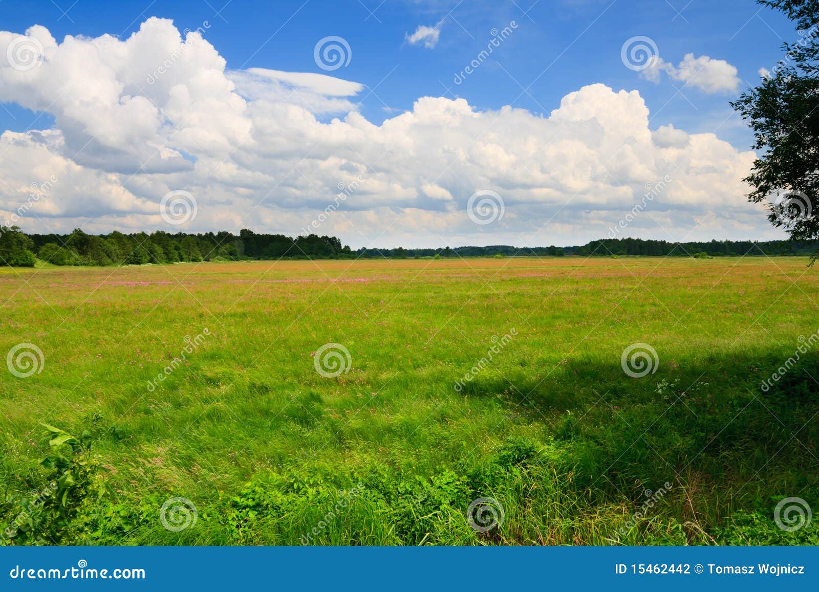 Flowery Meadow with Cloudy Sky Above Stock Photo - Image of cloudscape ...