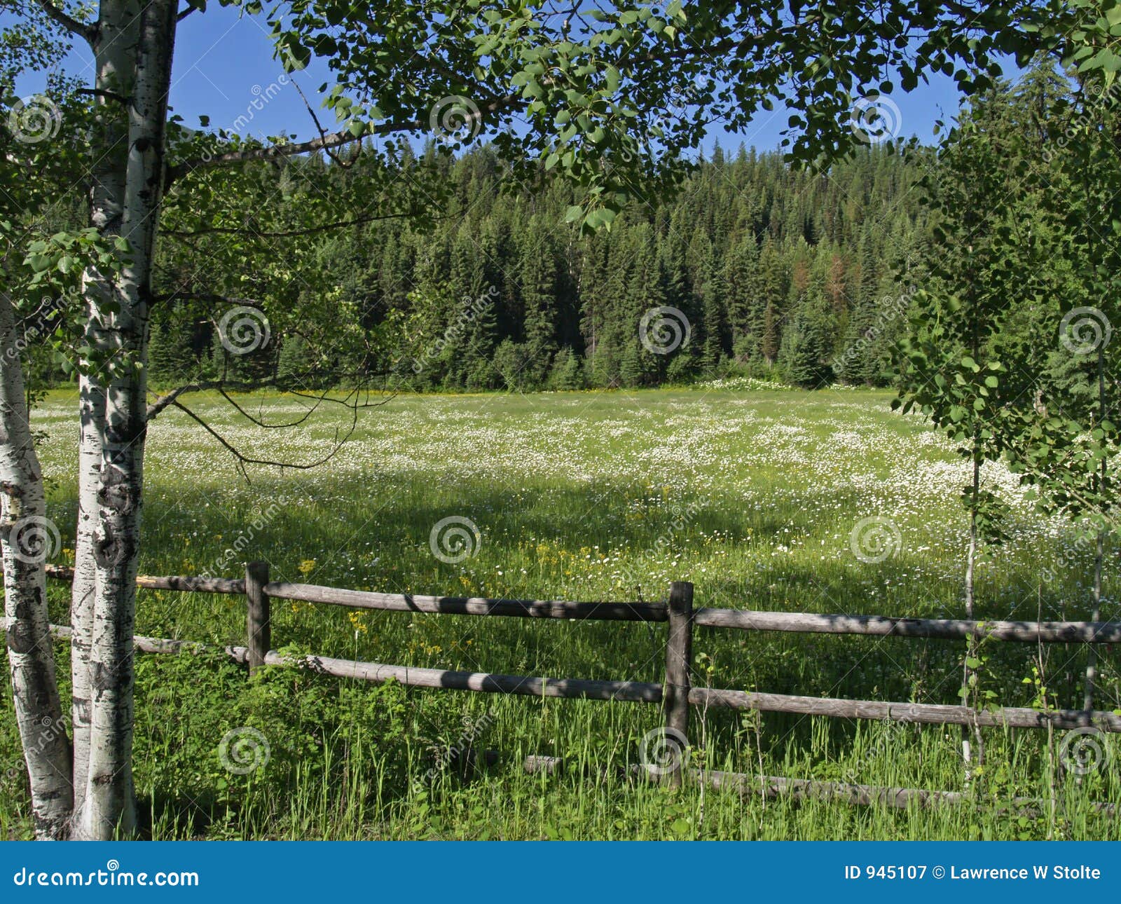 Flowery Meadow and Fence stock image. Image of tranquil - 945107