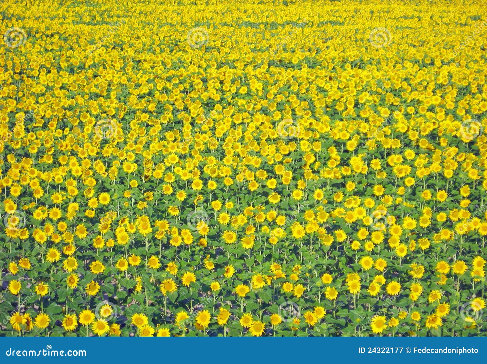 Flowery Meadow with Lots of Sunflowers in the Spring Stock Image ...