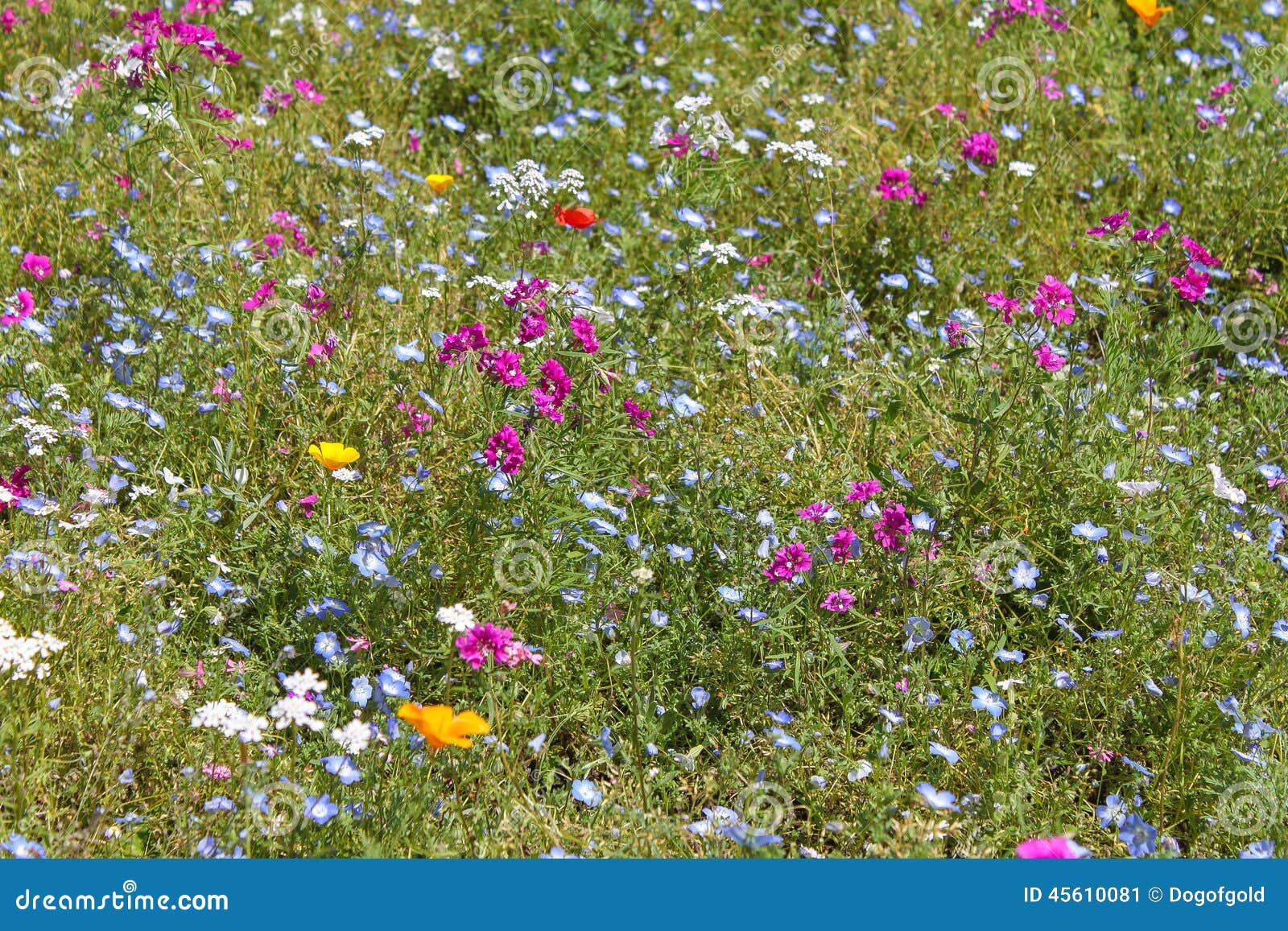 Flowery meadow stock image. Image of meadow, vivid, gardens - 45610081