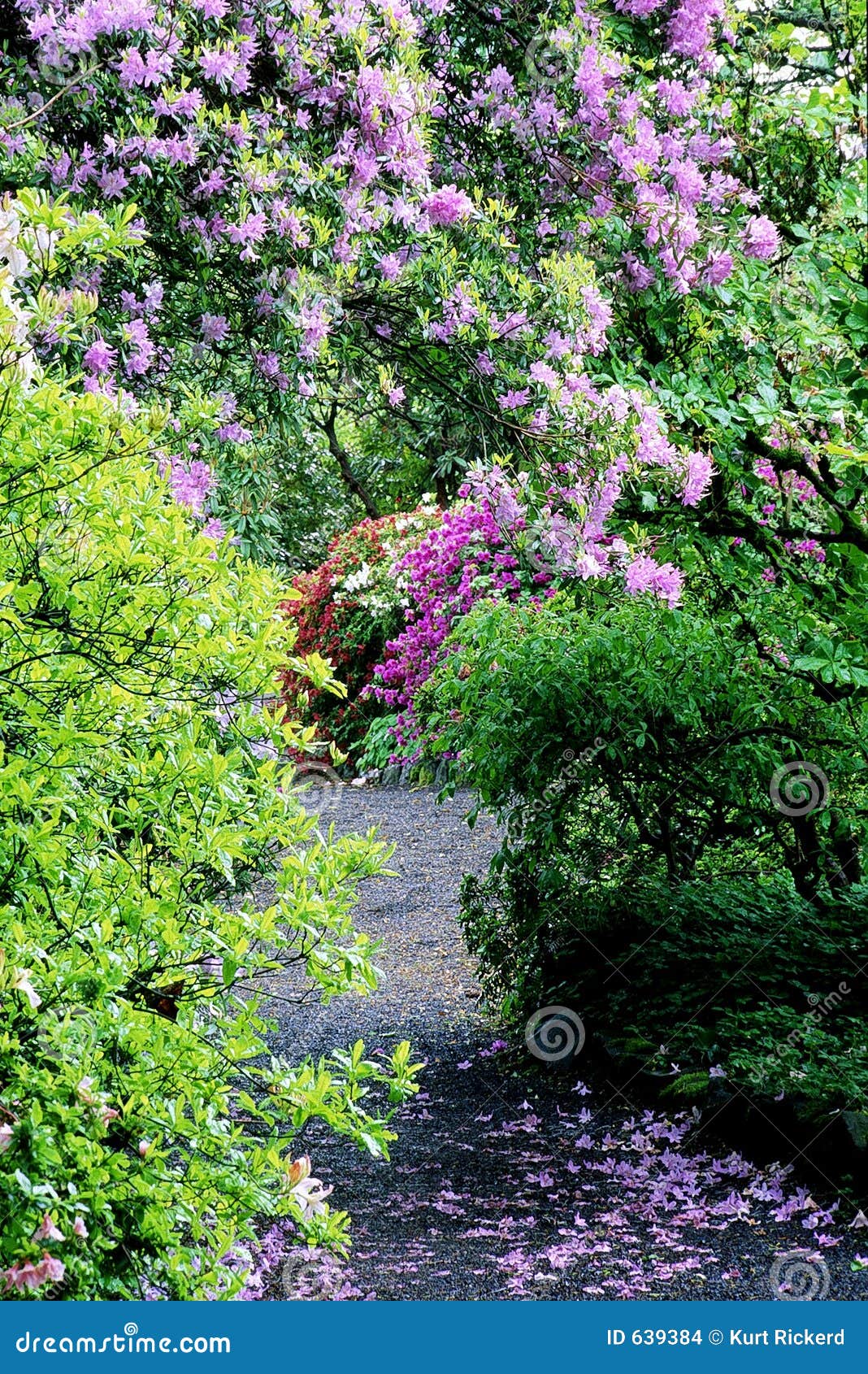 Flowery Path stock photo. Image of green, path, landscape - 639384
