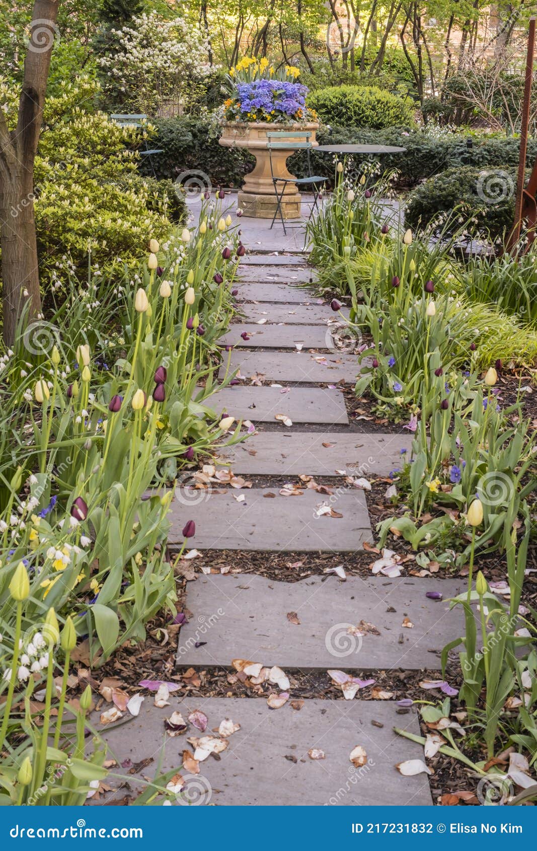 Flowery pathway stock photo. Image of path, nature, tulips - 217231832