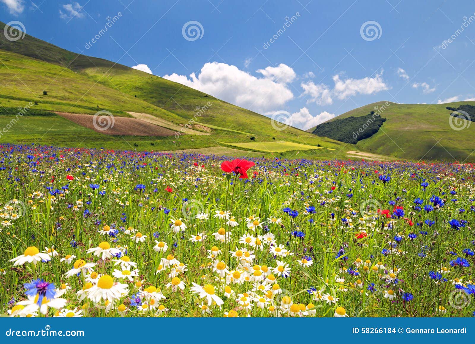 Flowery plain stock photo. Image of italian, growing - 58266184