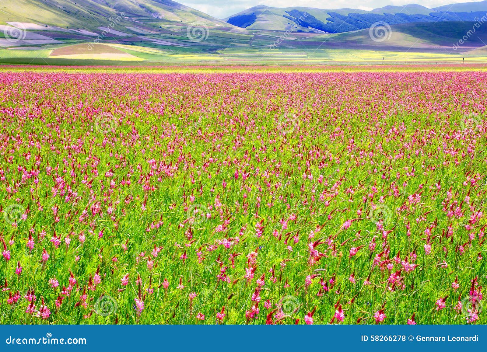 Flowery plain stock photo. Image of natural, flowers - 58266278