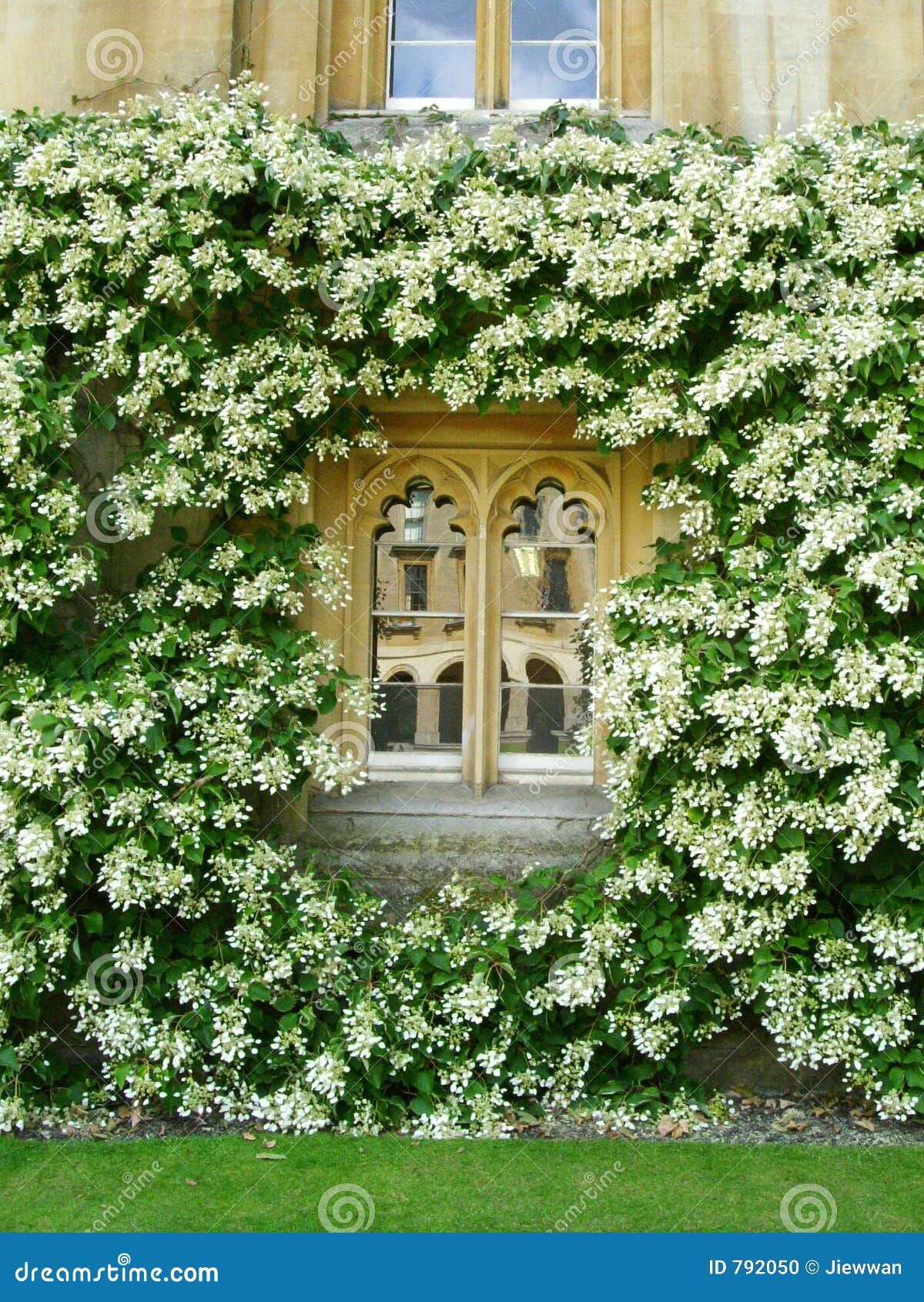 Flowery Window stock photo. Image of white, oxford, grass - 792050