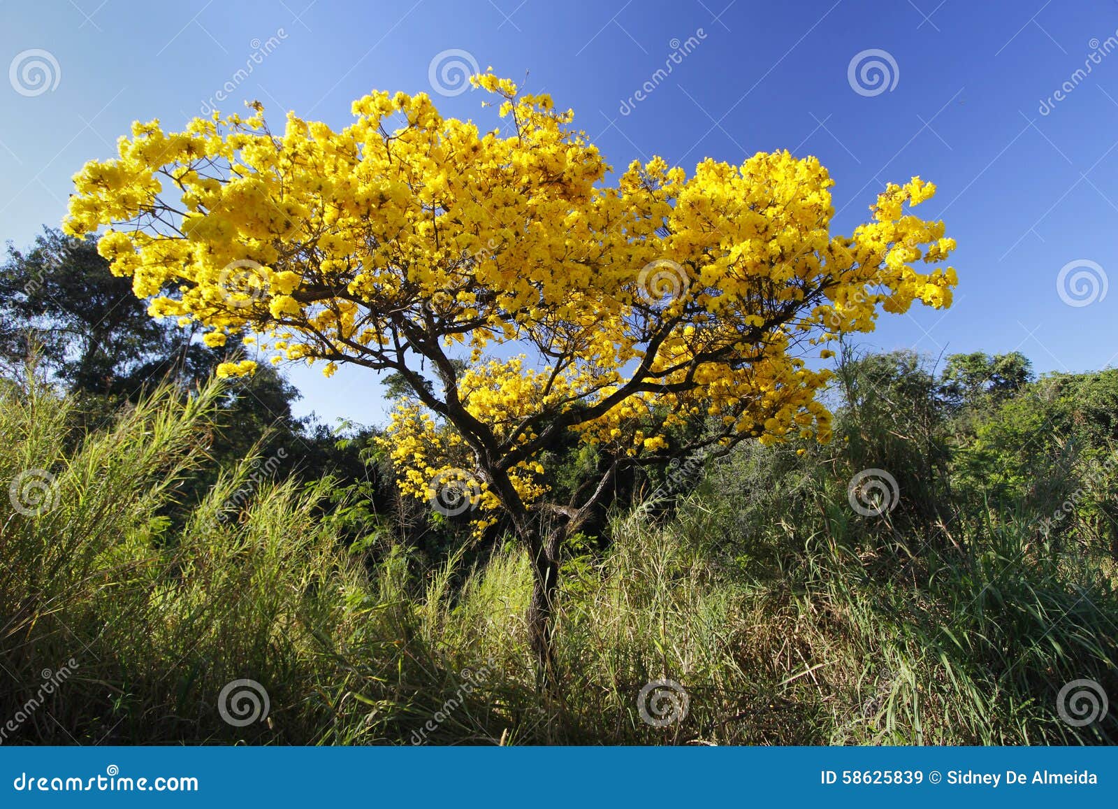 Flowery Yellow Ipe Tree in the Woods Stock Image - Image of fresh ...