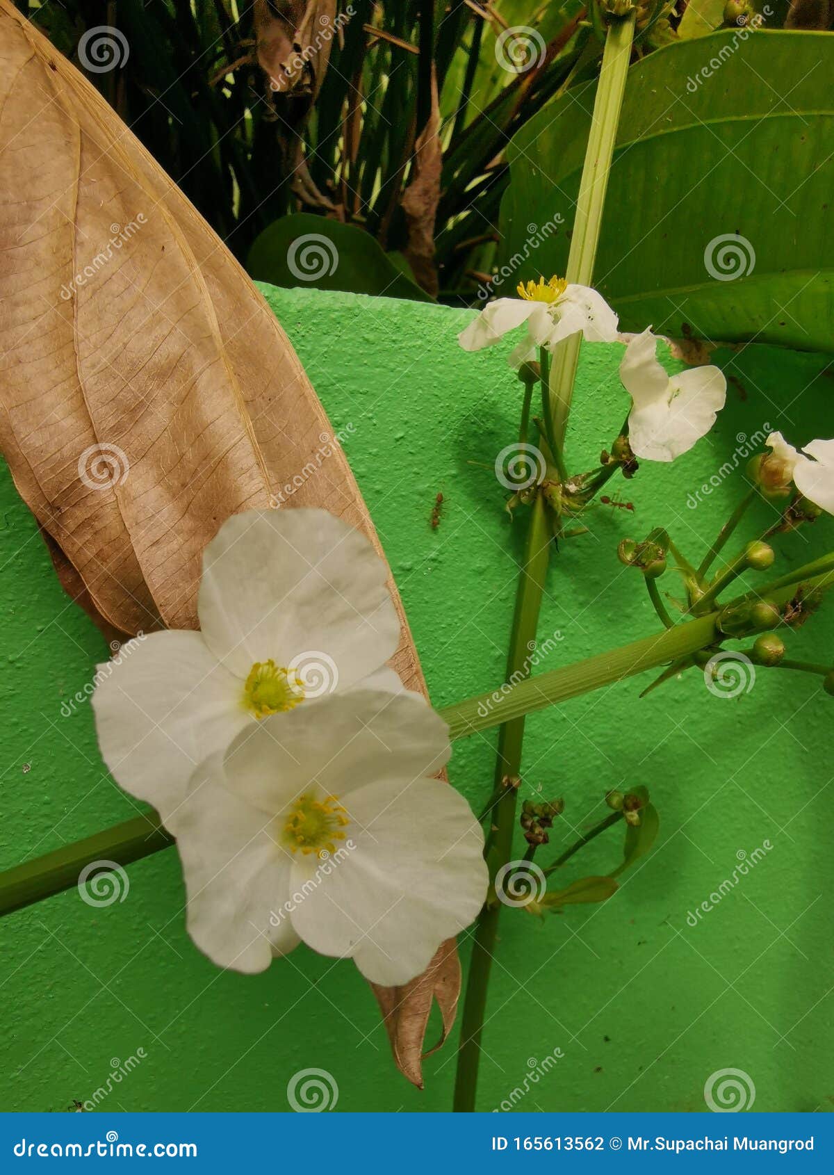 Flowerâ€‹ stock photo. Image of white, background, leaf - 165613562