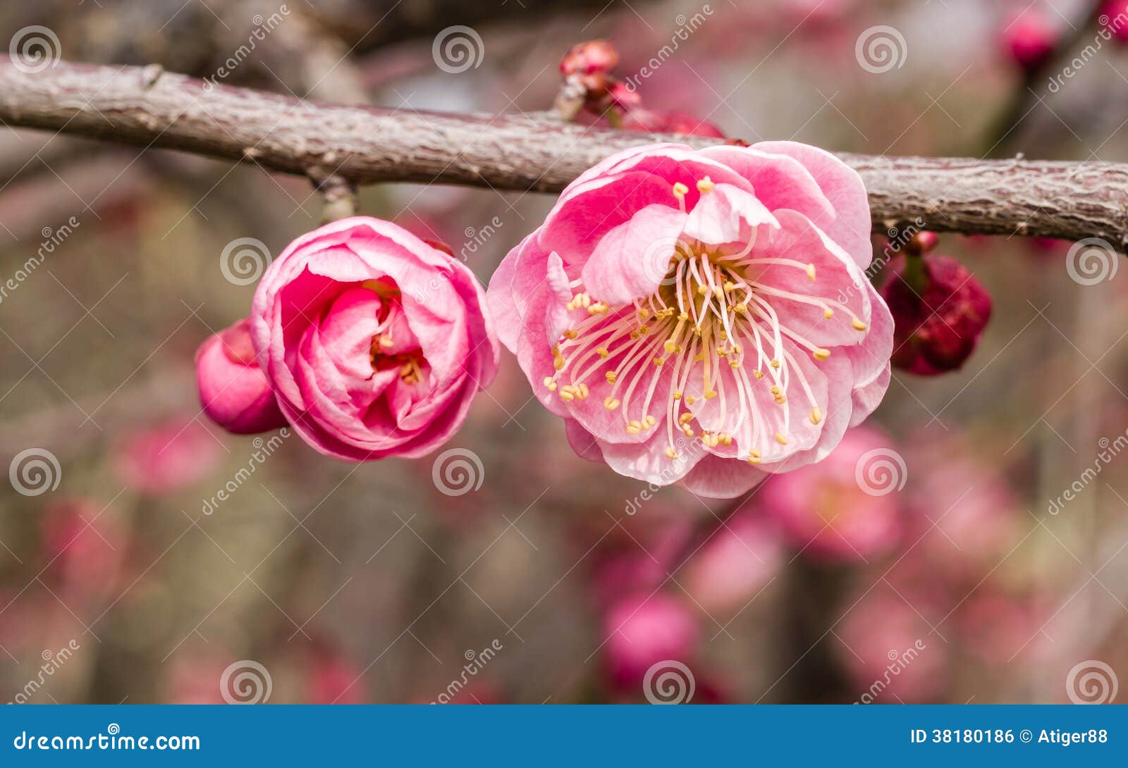 Flowes in De Lentereeks: Het Rode Pruim Tot Bloei Komen Stock Foto ...