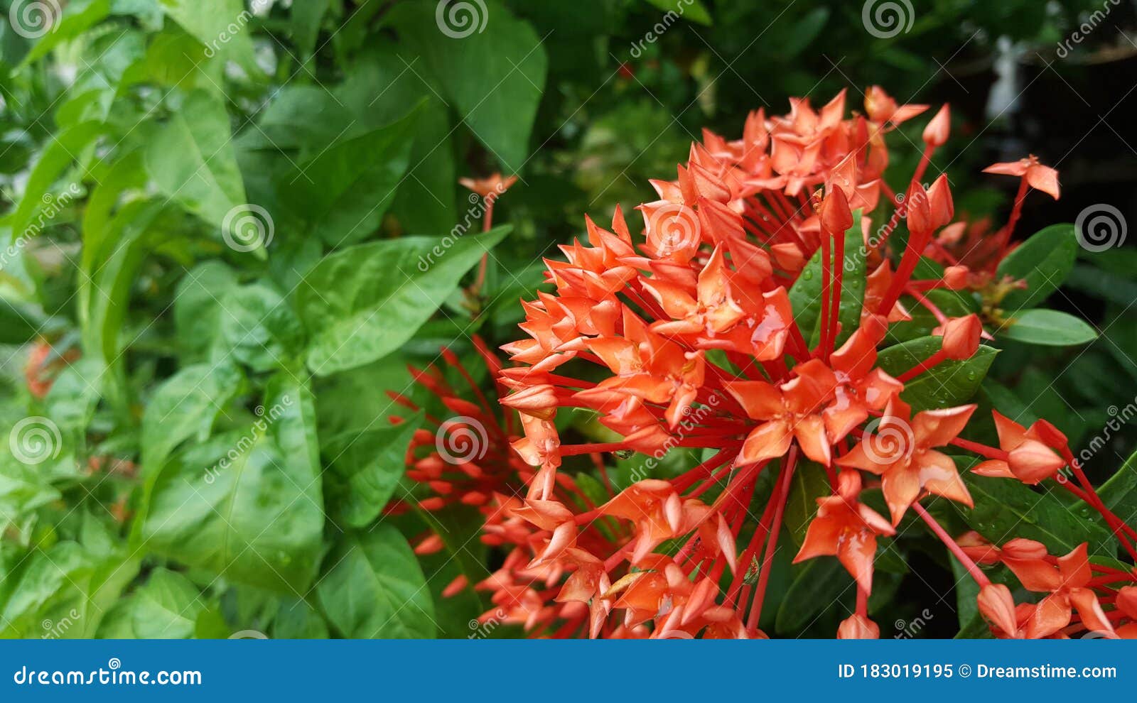 Flowes is oren color stock image. Image of tree, wildflower - 183019195