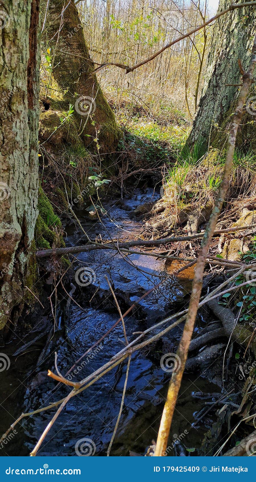 Flowing Creek in the Forest Stock Image - Image of autumn, forest ...