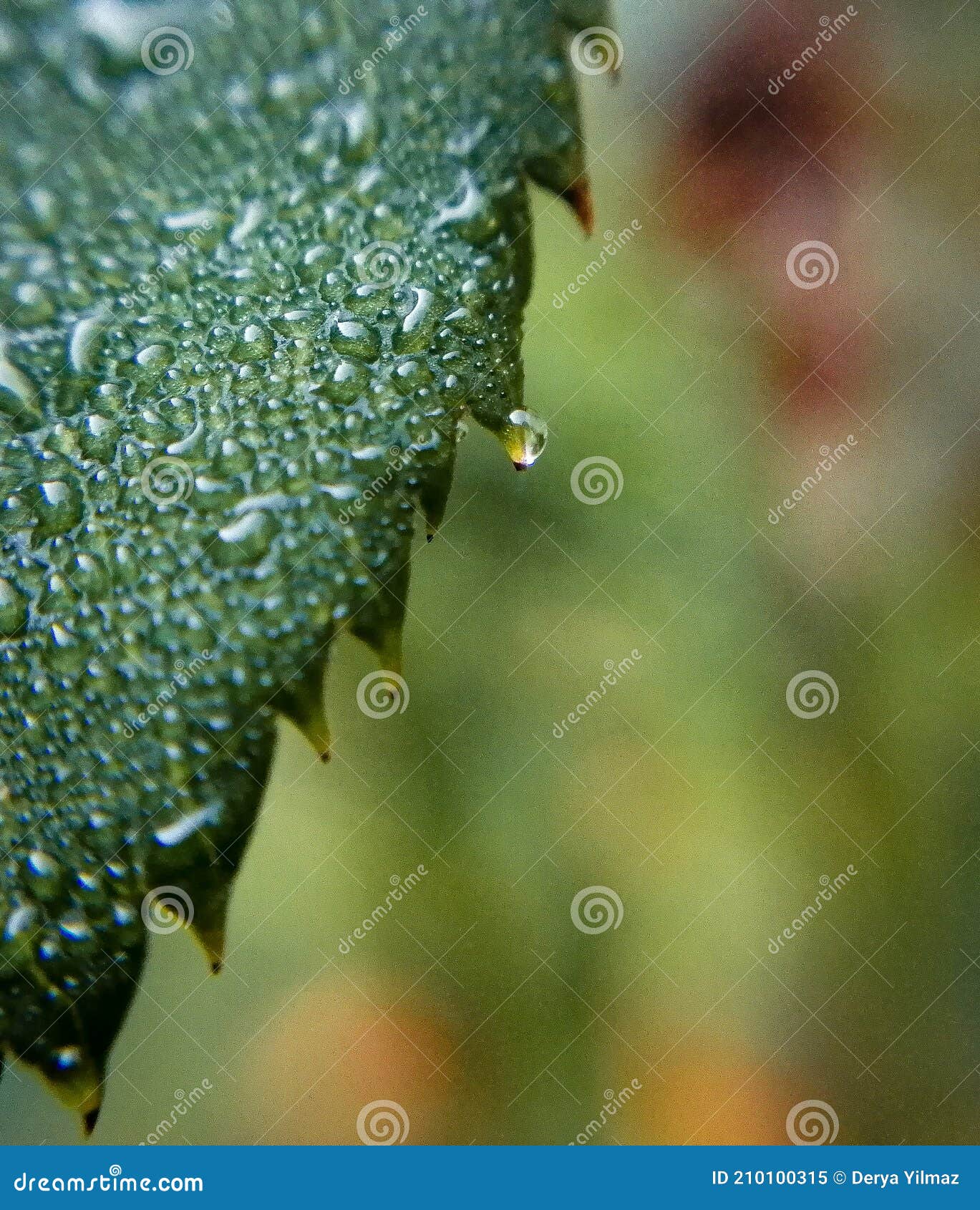 Flowing after every rain stock image. Image of nature - 210100315