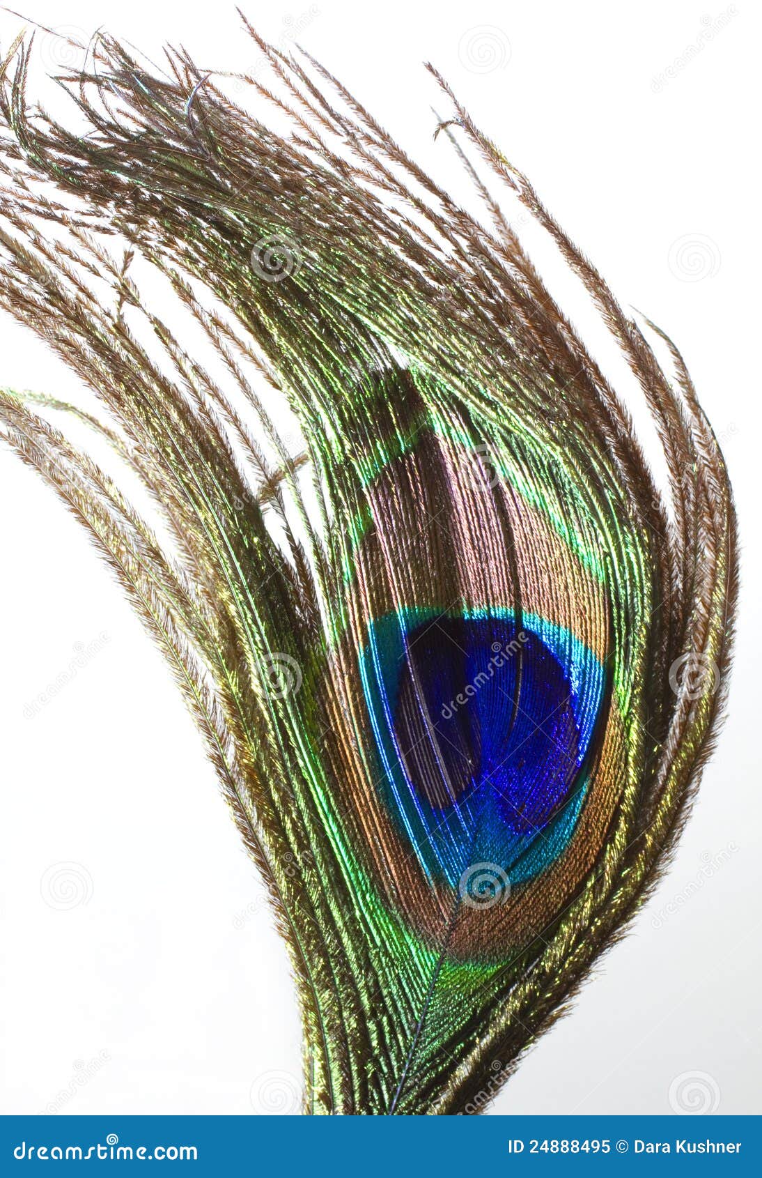 Flowing Feather stock image. Image of peacock, close - 24888495