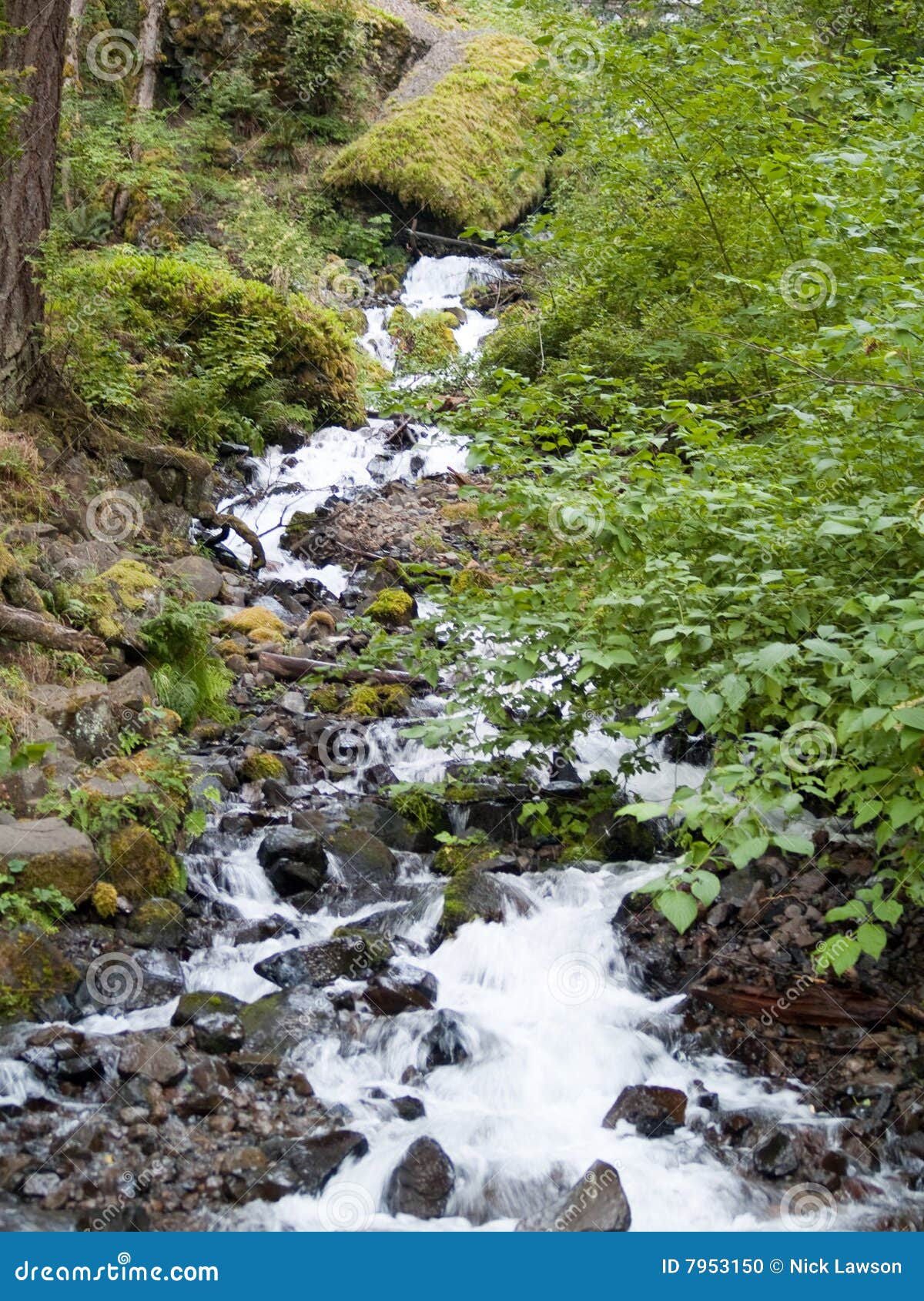 Flowing Forest Stream and Waterfall Stock Photo - Image of leaf, light ...