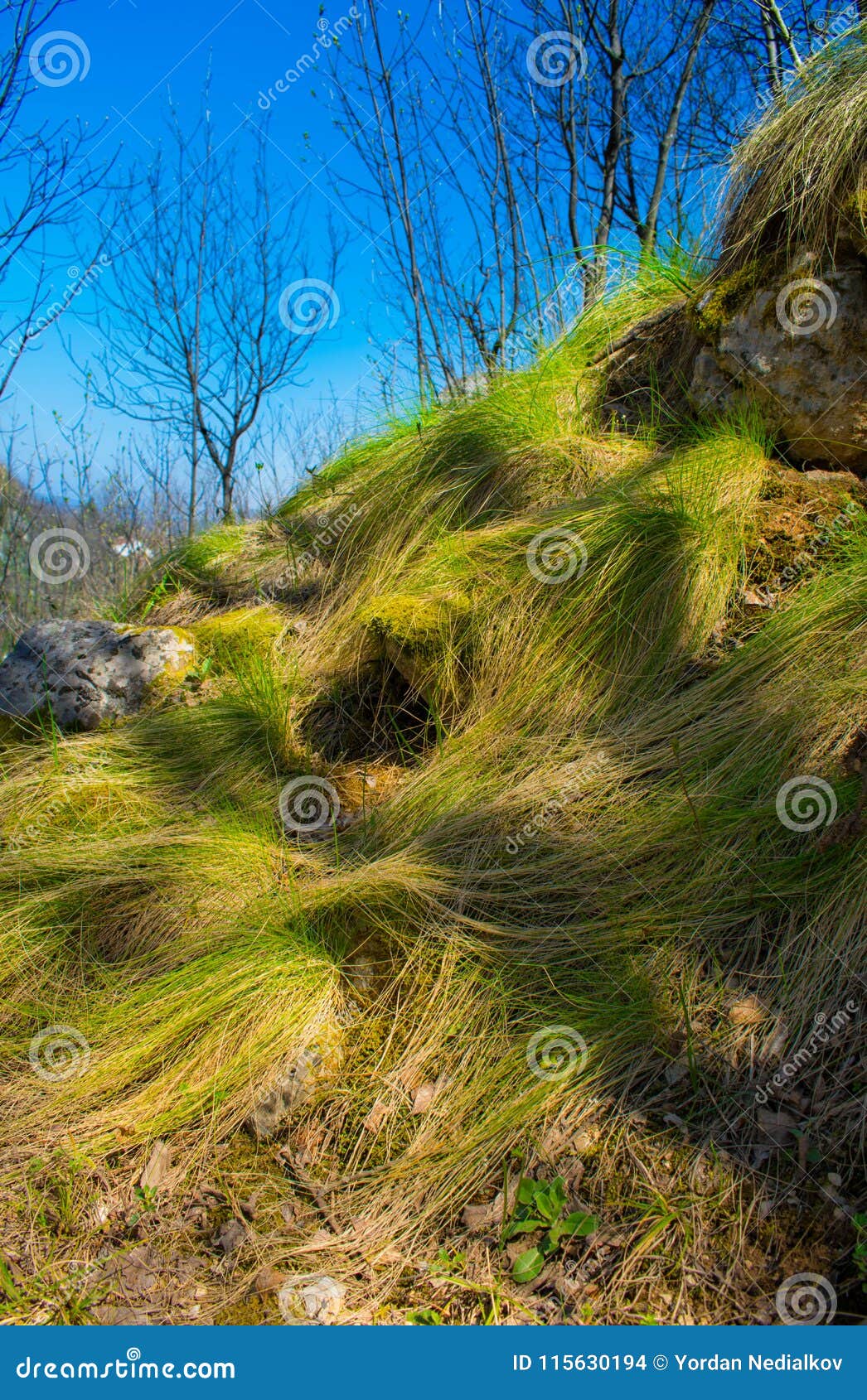 Grass On The Flow In Garden Stock Photography | CartoonDealer.com ...