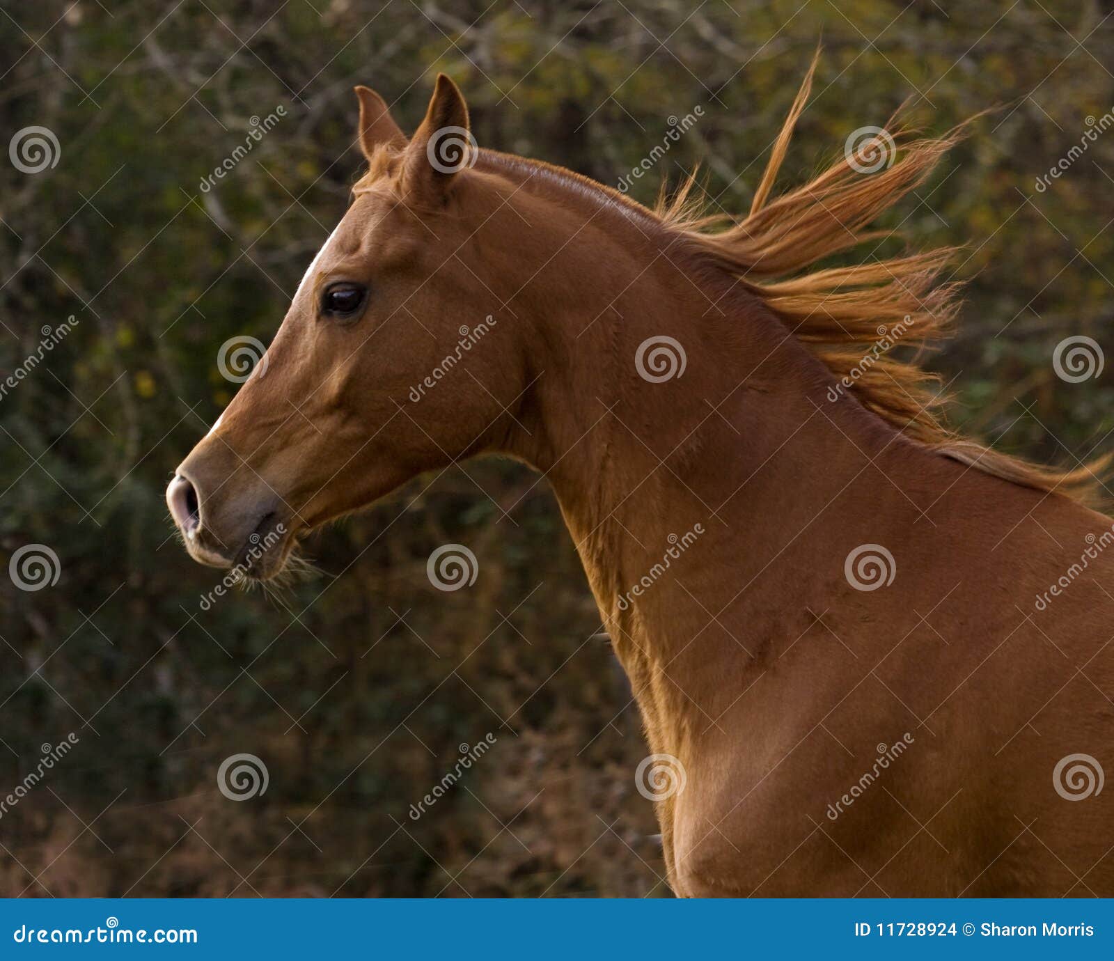 Flowing Mane stock photo. Image of beauty, running, action - 11728924