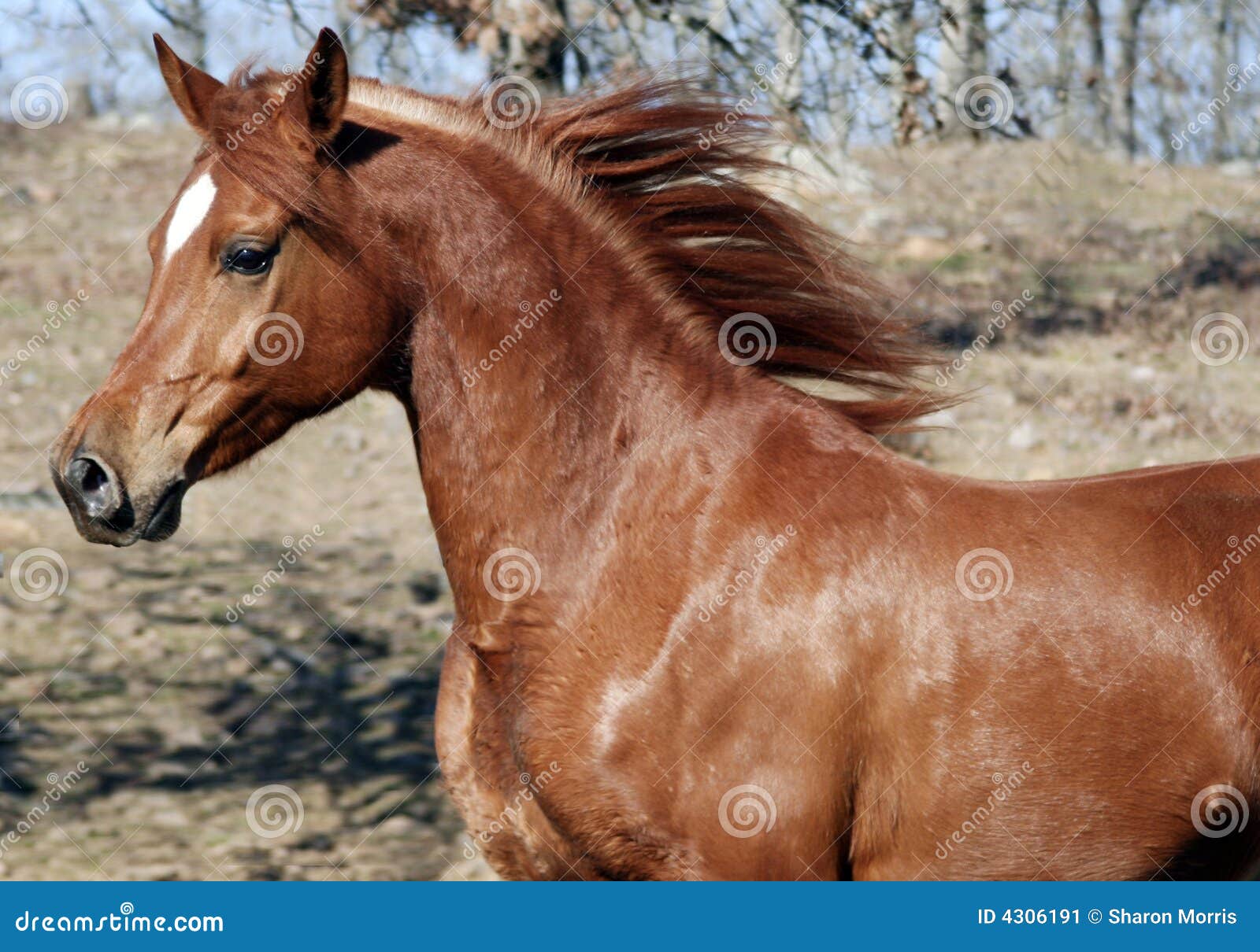 Flowing Mane stock image. Image of running, animal, flowing - 4306191