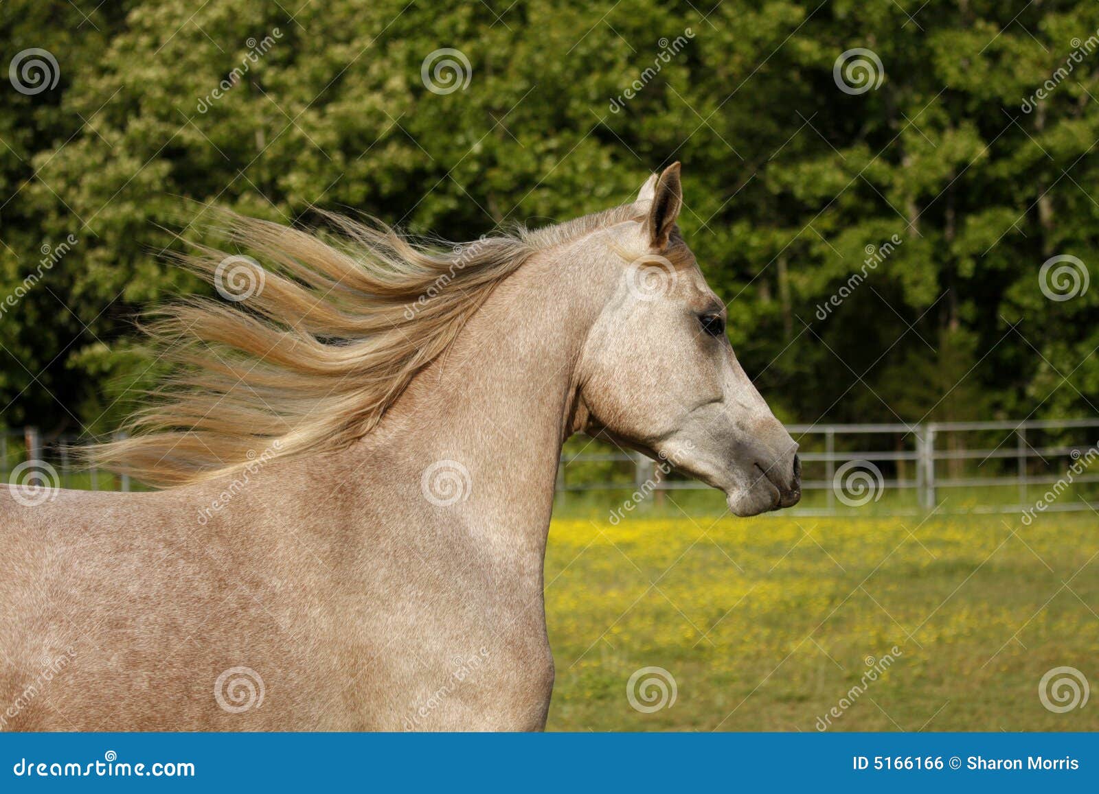 Flowing mane stock photo. Image of exercise, trees, farm - 5166166