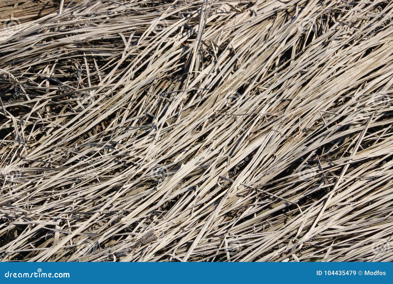 Marsh Reed Background Pattern Stock Image - Image of sunlit, marsh ...