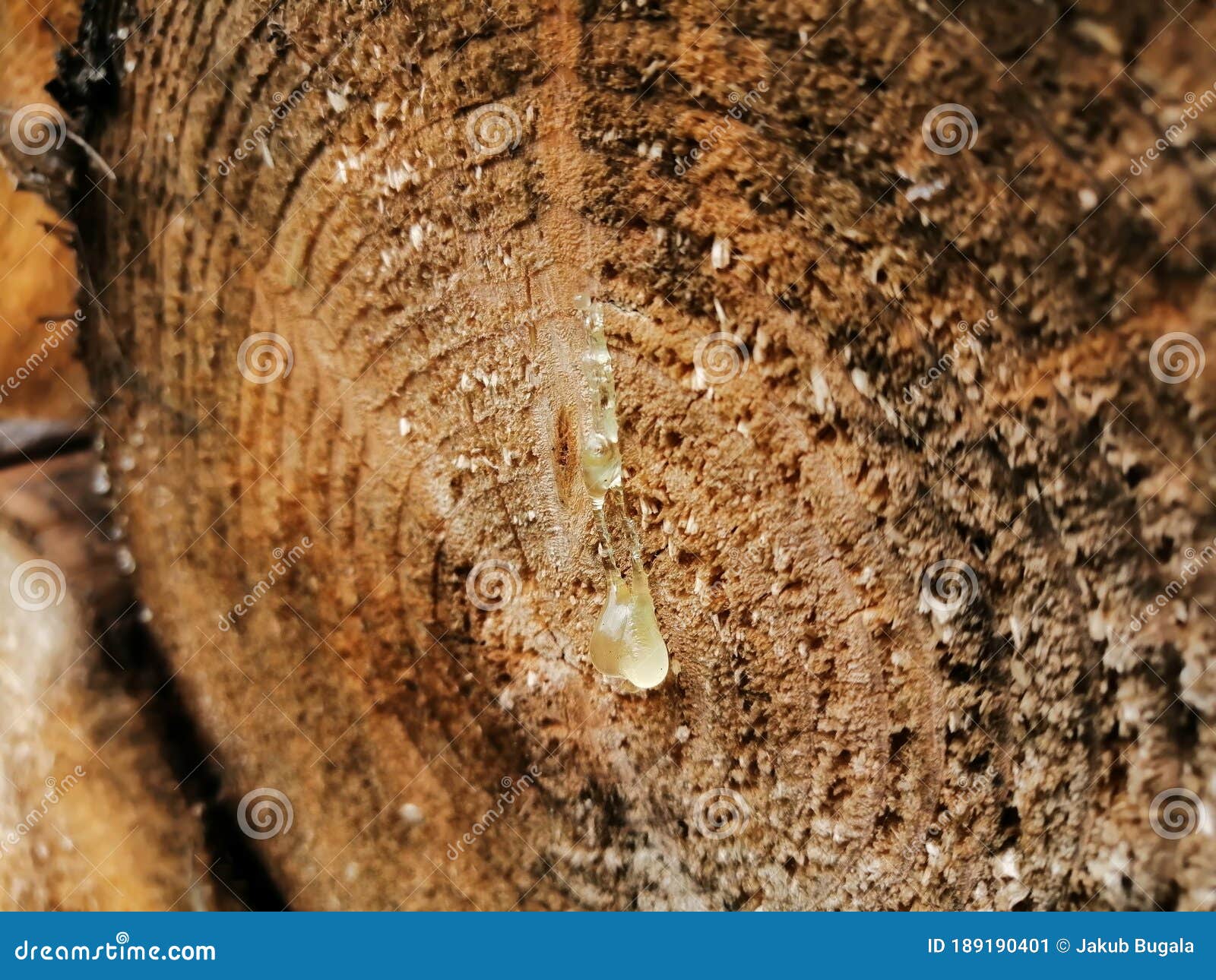 Dried Sap On Tree Trunk. Royalty-Free Stock Photo | CartoonDealer.com ...