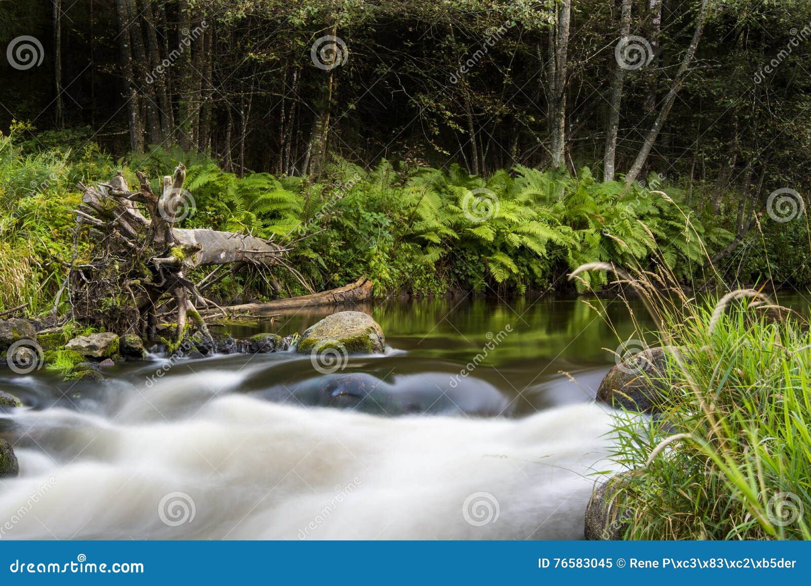 Flowing River in Estonian Forest Stock Image - Image of river, trees ...
