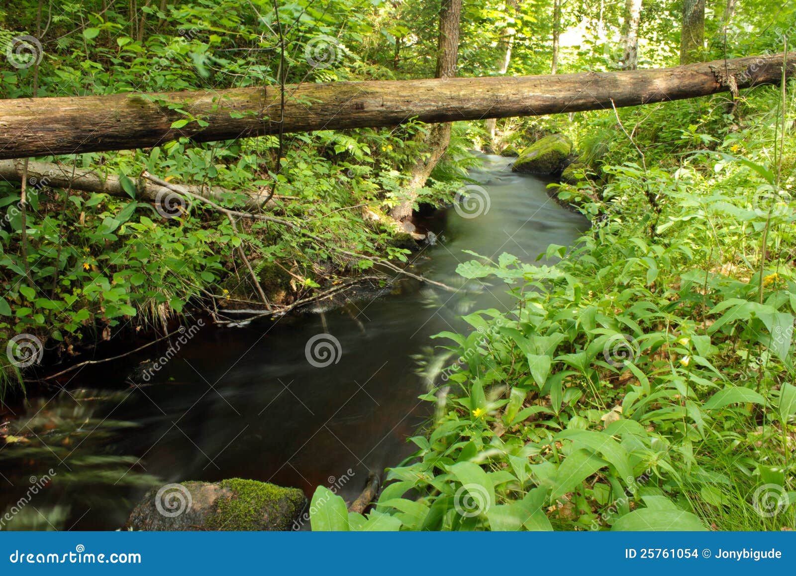 Flowing River in the Forest Stock Photo - Image of moss, europe: 25761054