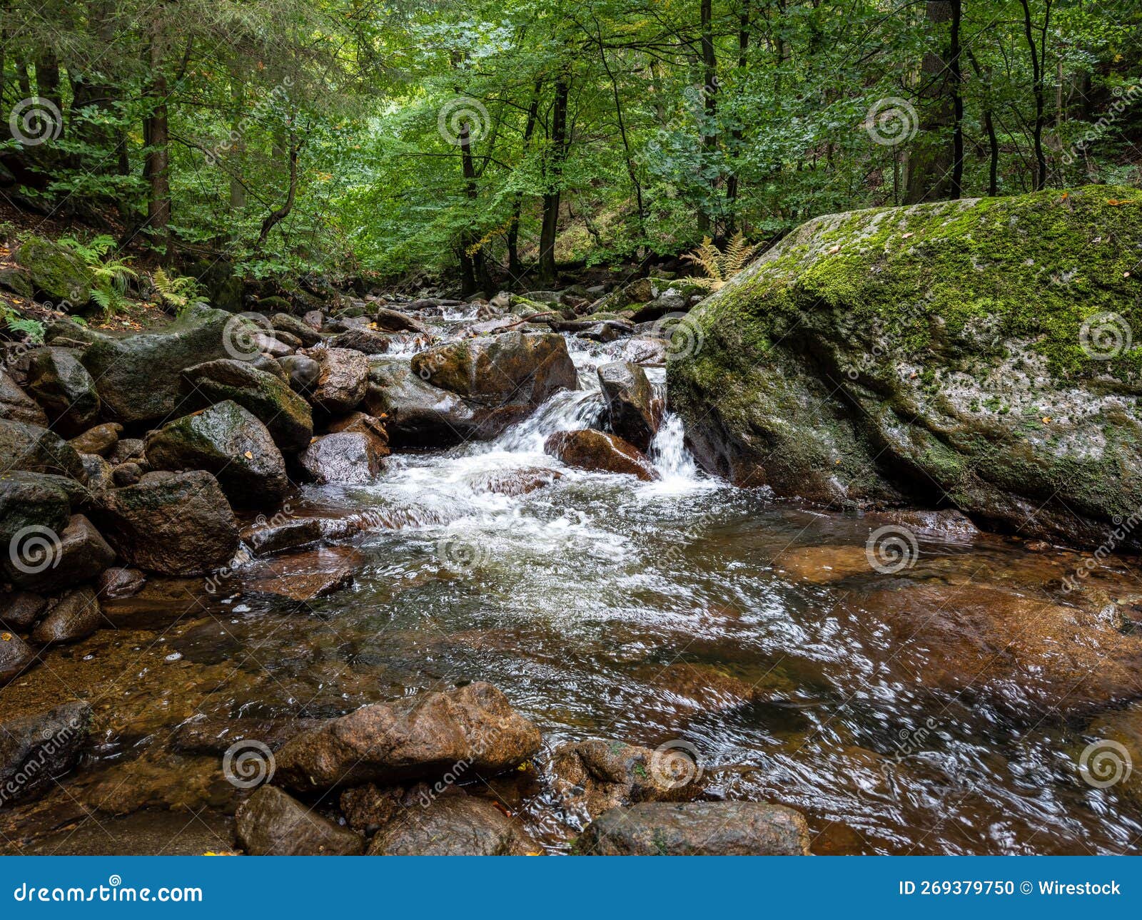 Flowing River Surrounded by Dense Trees in Forest Stock Photo - Image ...