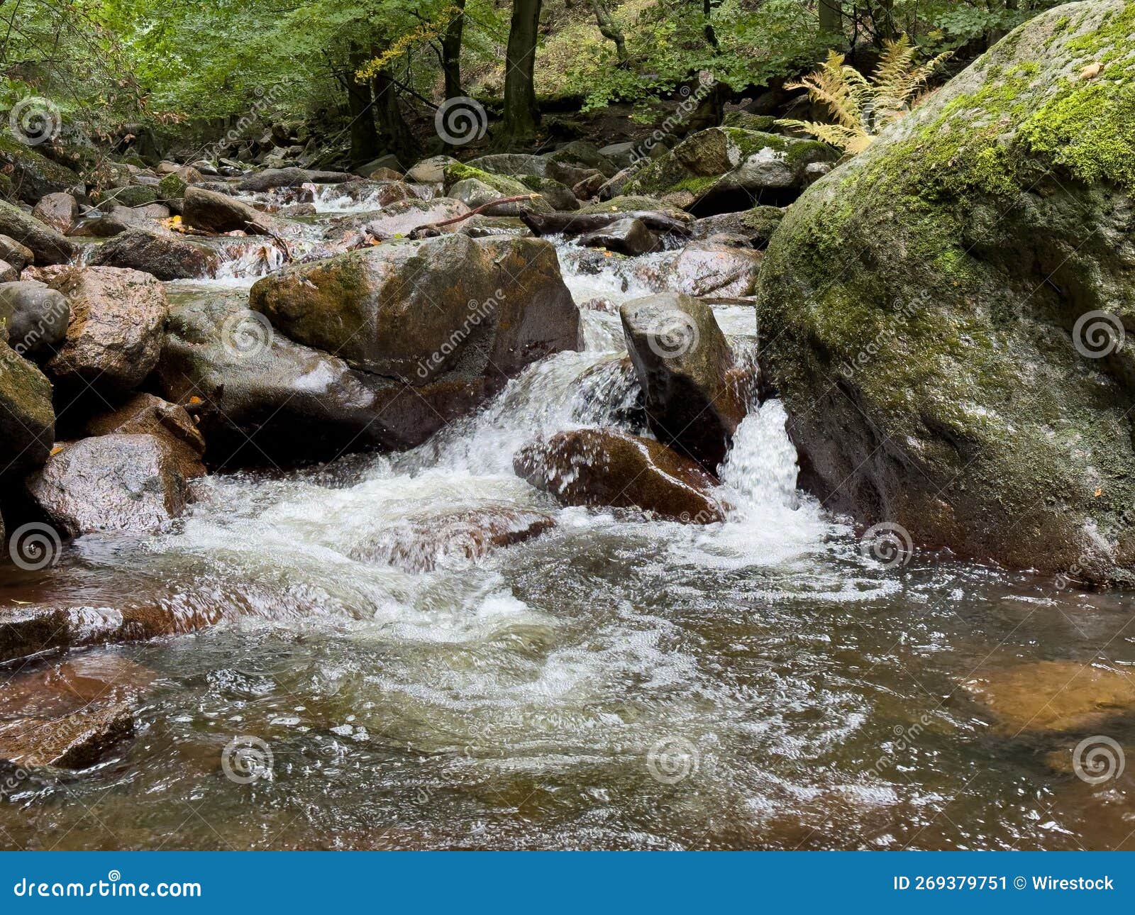 Flowing River Surrounded by Dense Trees in Forest Stock Image - Image ...
