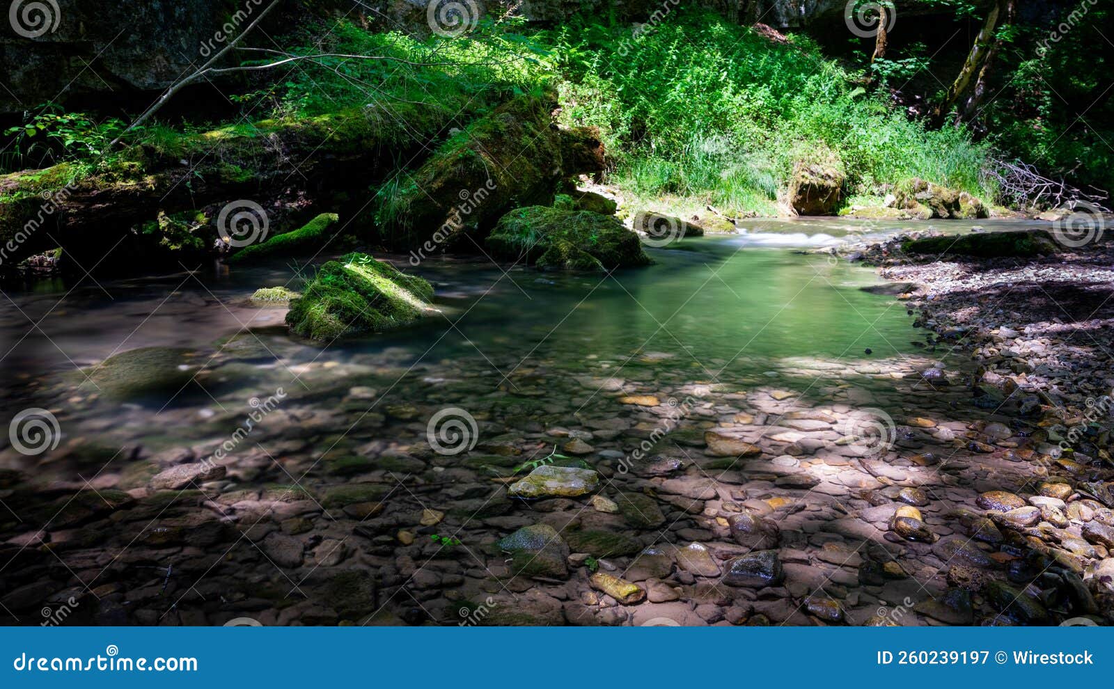 Flowing Rocky River Surrounded by Dense Trees in Forest Stock Image ...