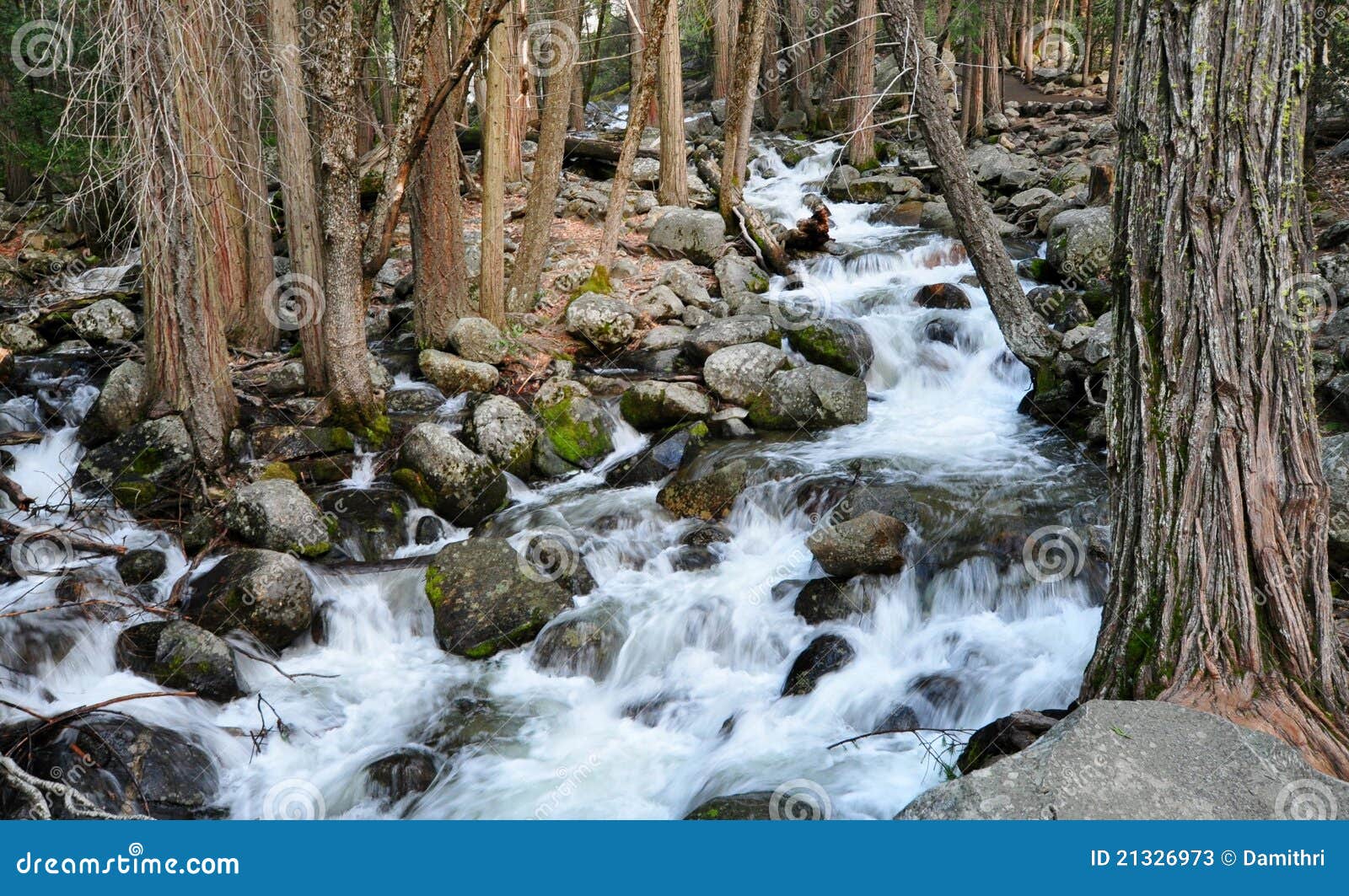 Flowing stream stock image. Image of brook, trunks, nature - 21326973