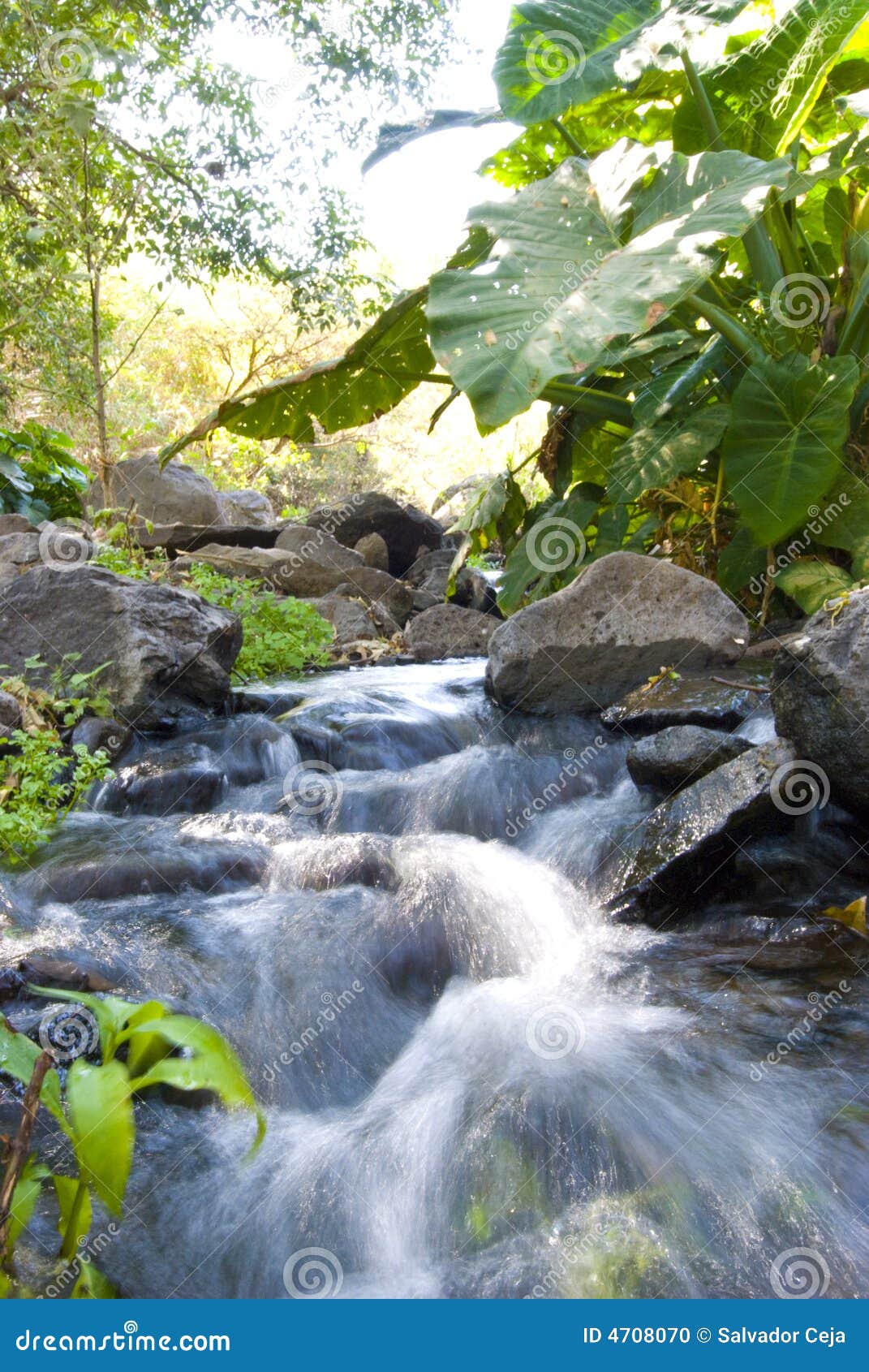Flowing stream stock photo. Image of forest, autumn, lush - 4708070