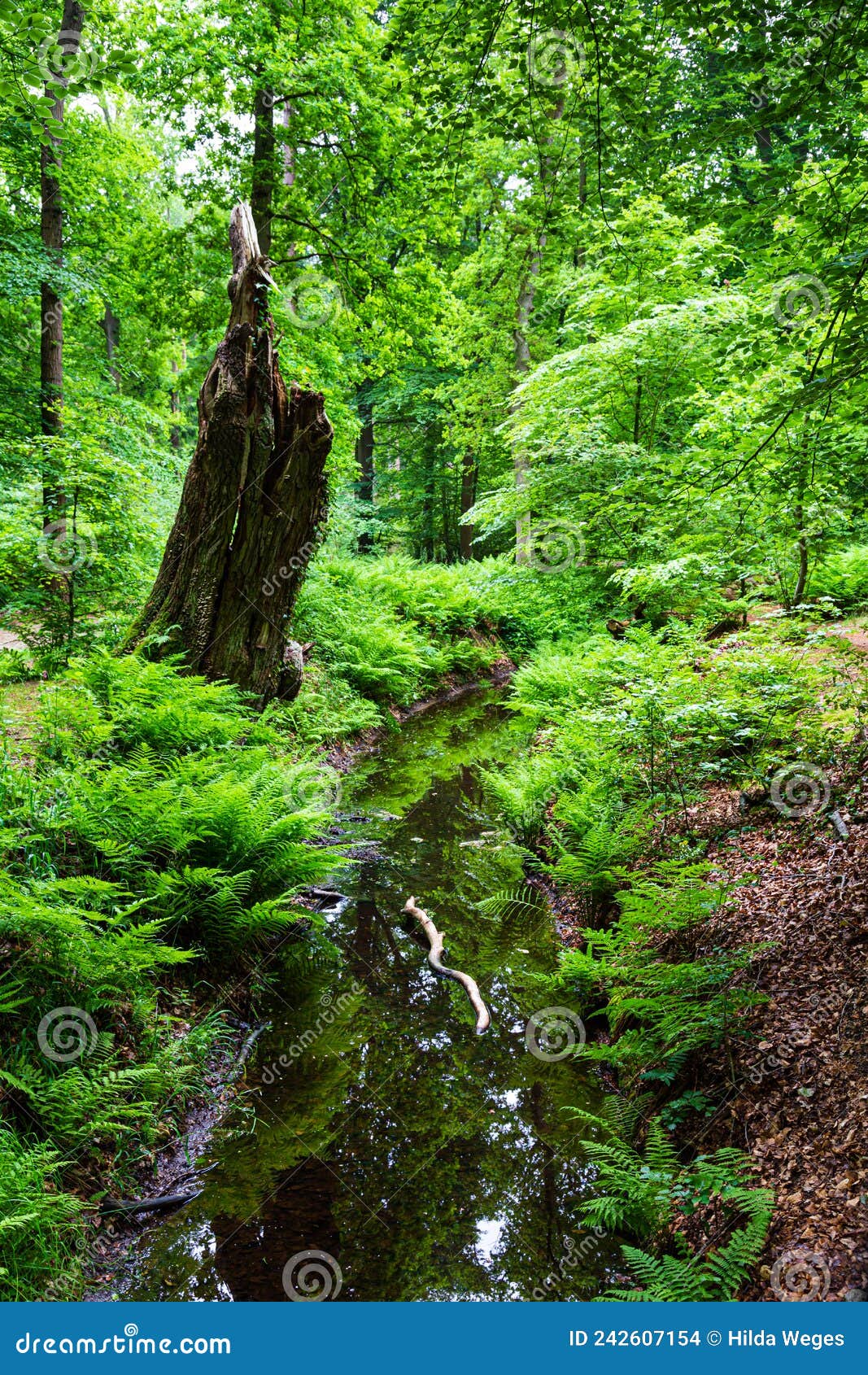 Flowing Stream in the Forest Stock Photo - Image of flowing, background ...