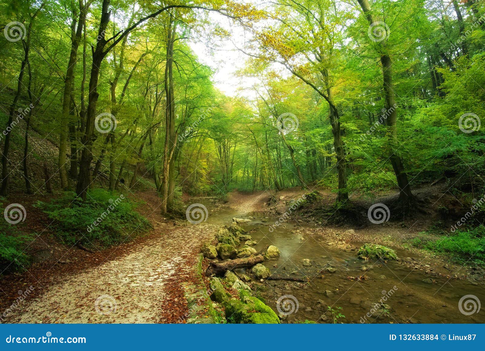 Flowing Stream in Forest with Path Stock Photo - Image of autumn ...
