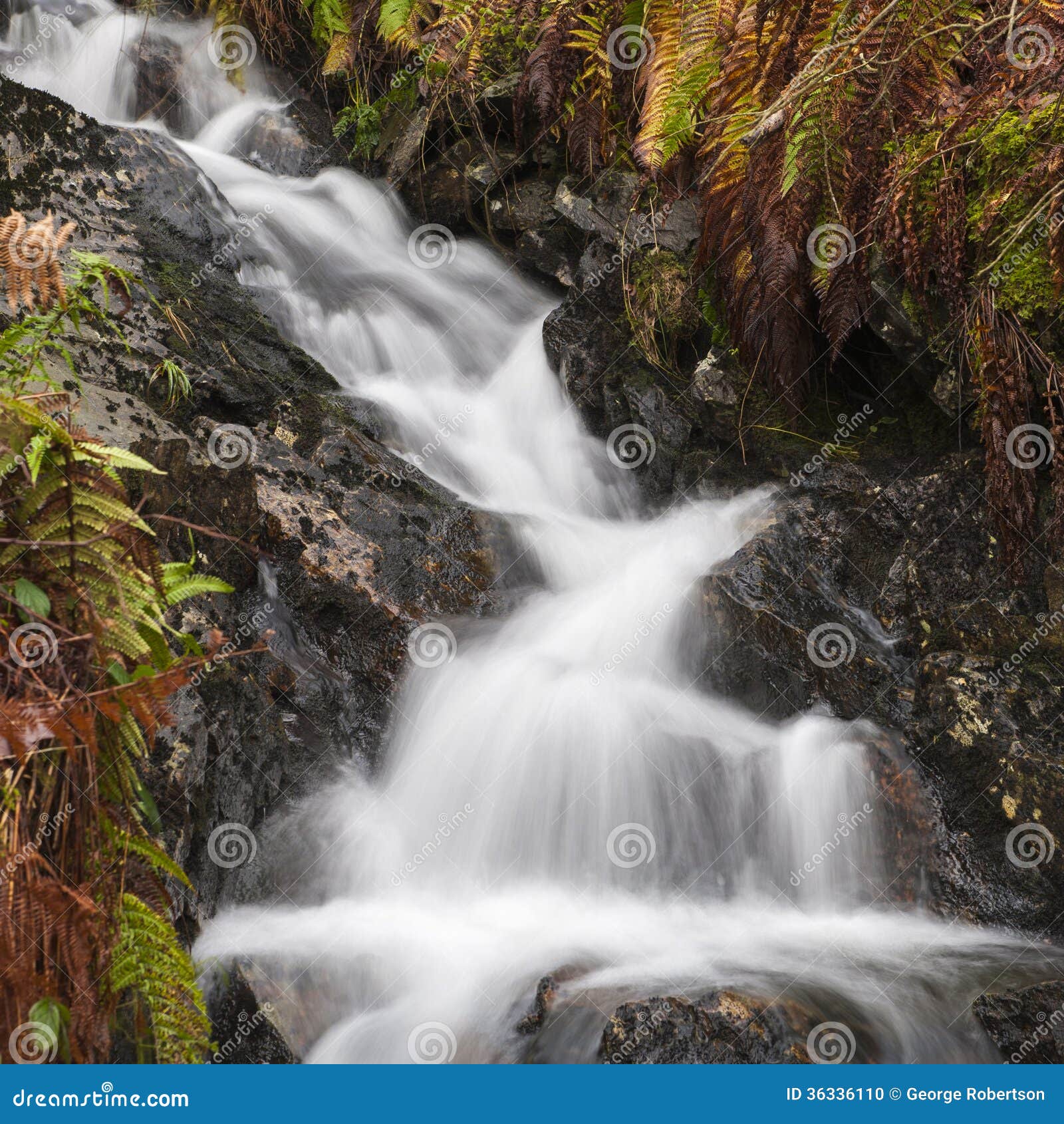 Flowing Stream stock photo. Image of natural, green, wild - 36336110