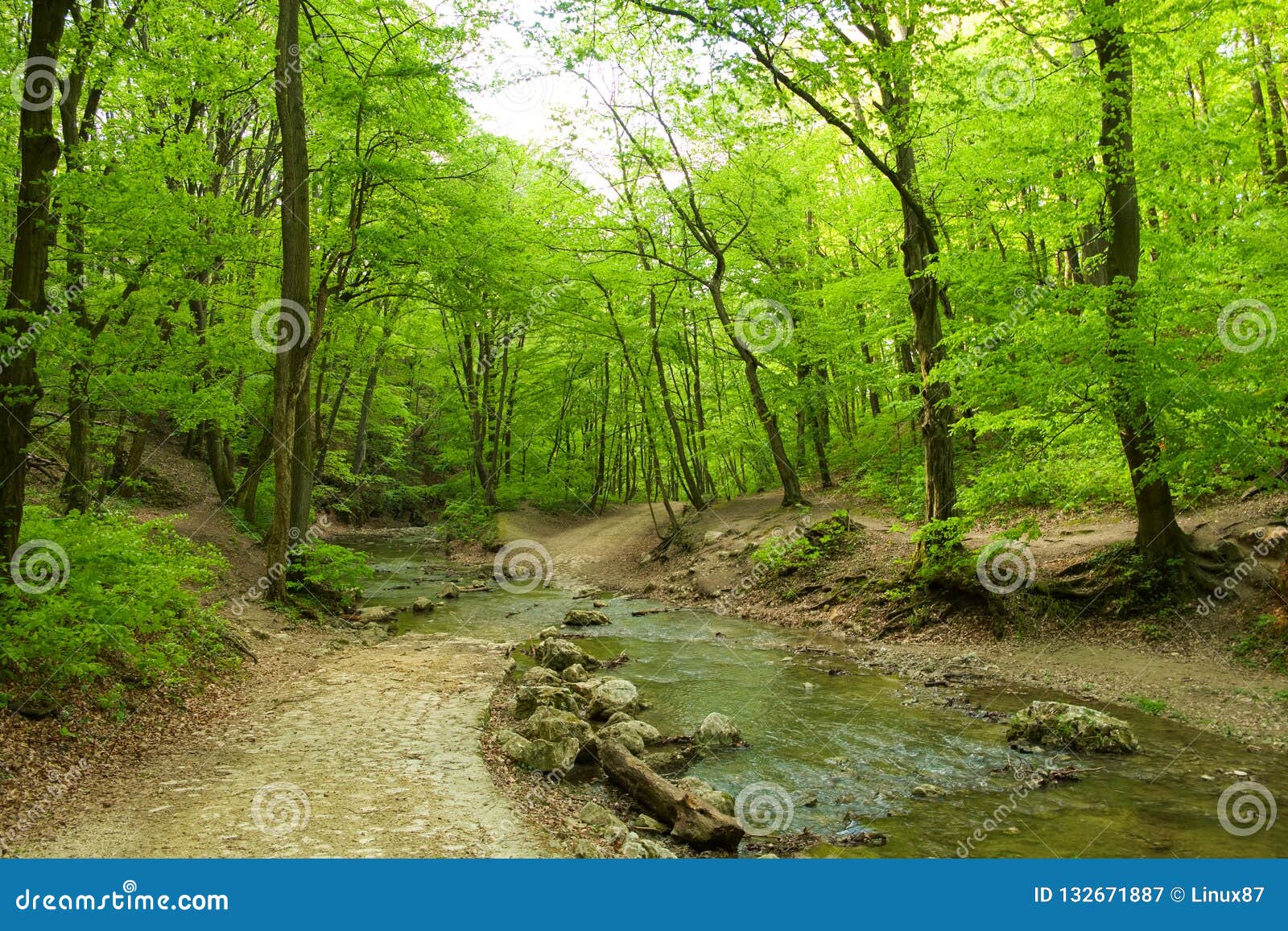 Flowing Stream in Spring Forest Stock Image - Image of environment ...