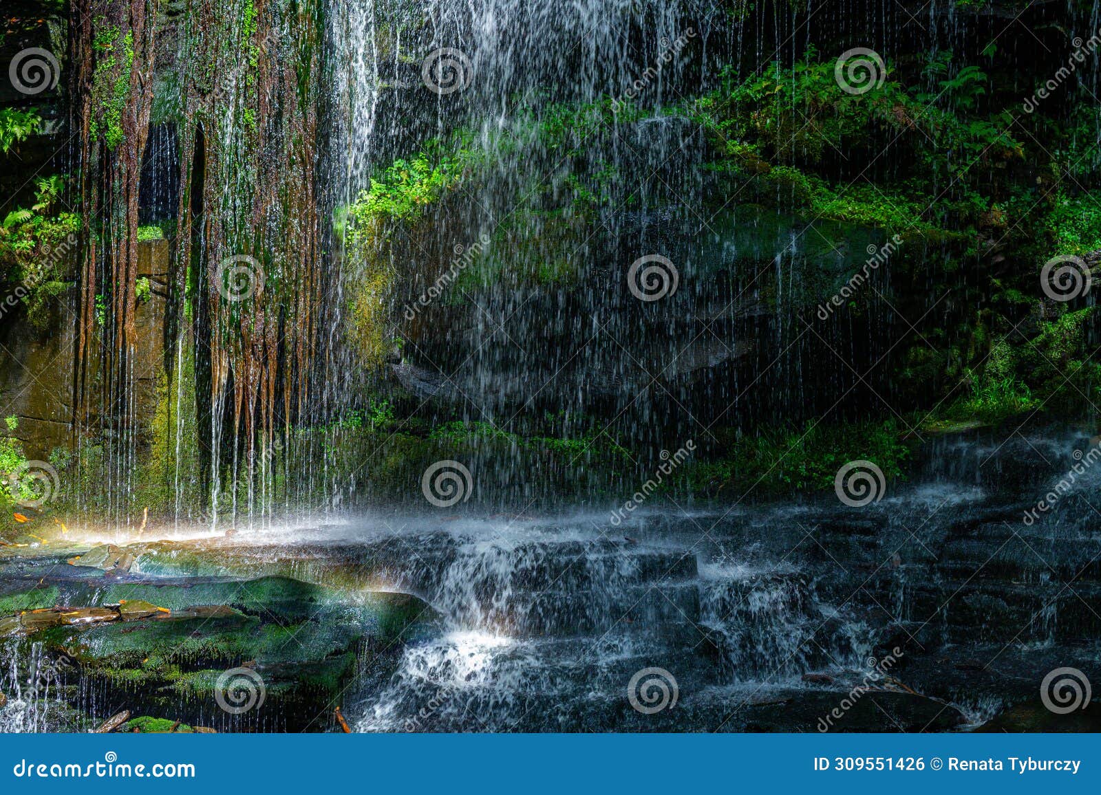 Flowing Stream of Water in the Forest Area. Waterfall in the Woods ...