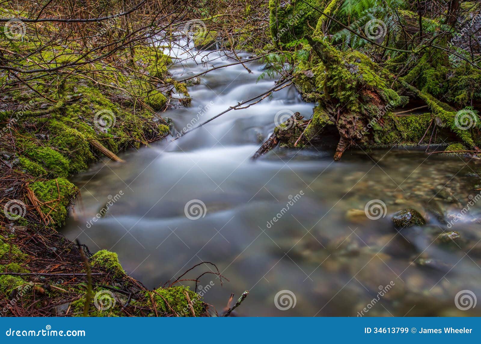 Flowing Stream Winding through the Forst Stock Image - Image of plant ...
