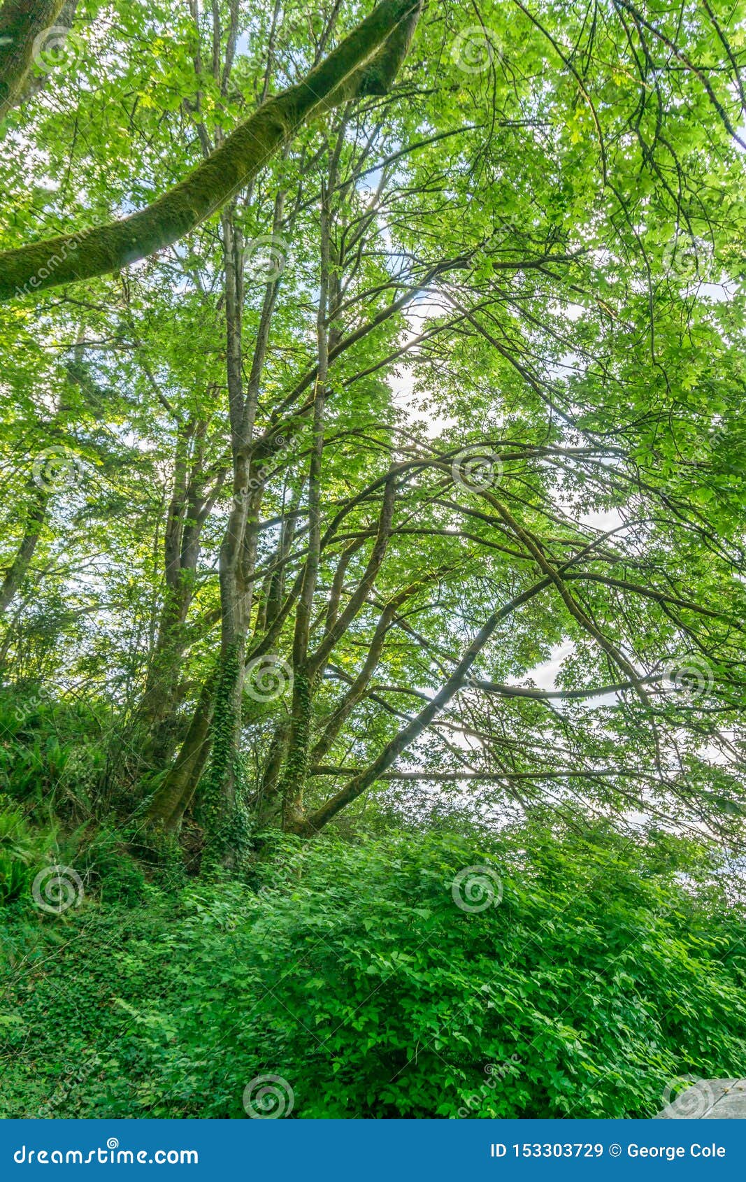Flowing Tree Branches 2 stock image. Image of northwest - 153303729