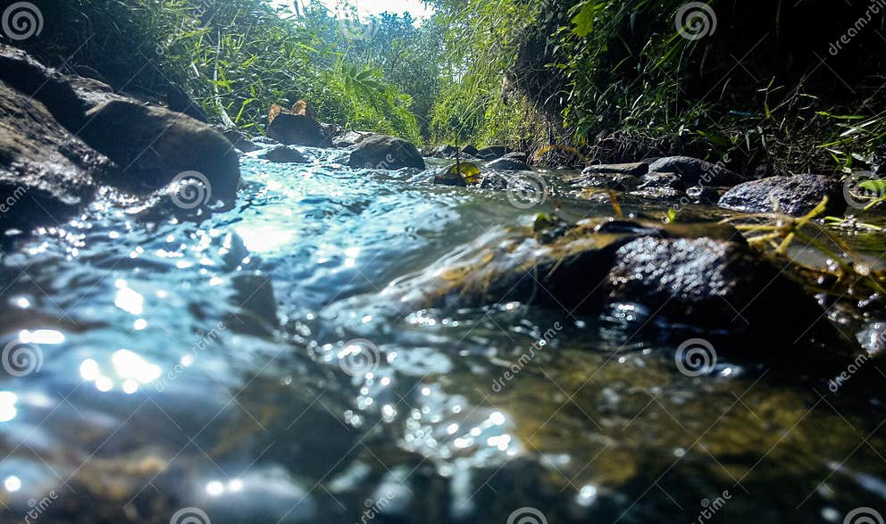 Flowing Water in the Rainforest Stock Photo - Image of stream, tree ...