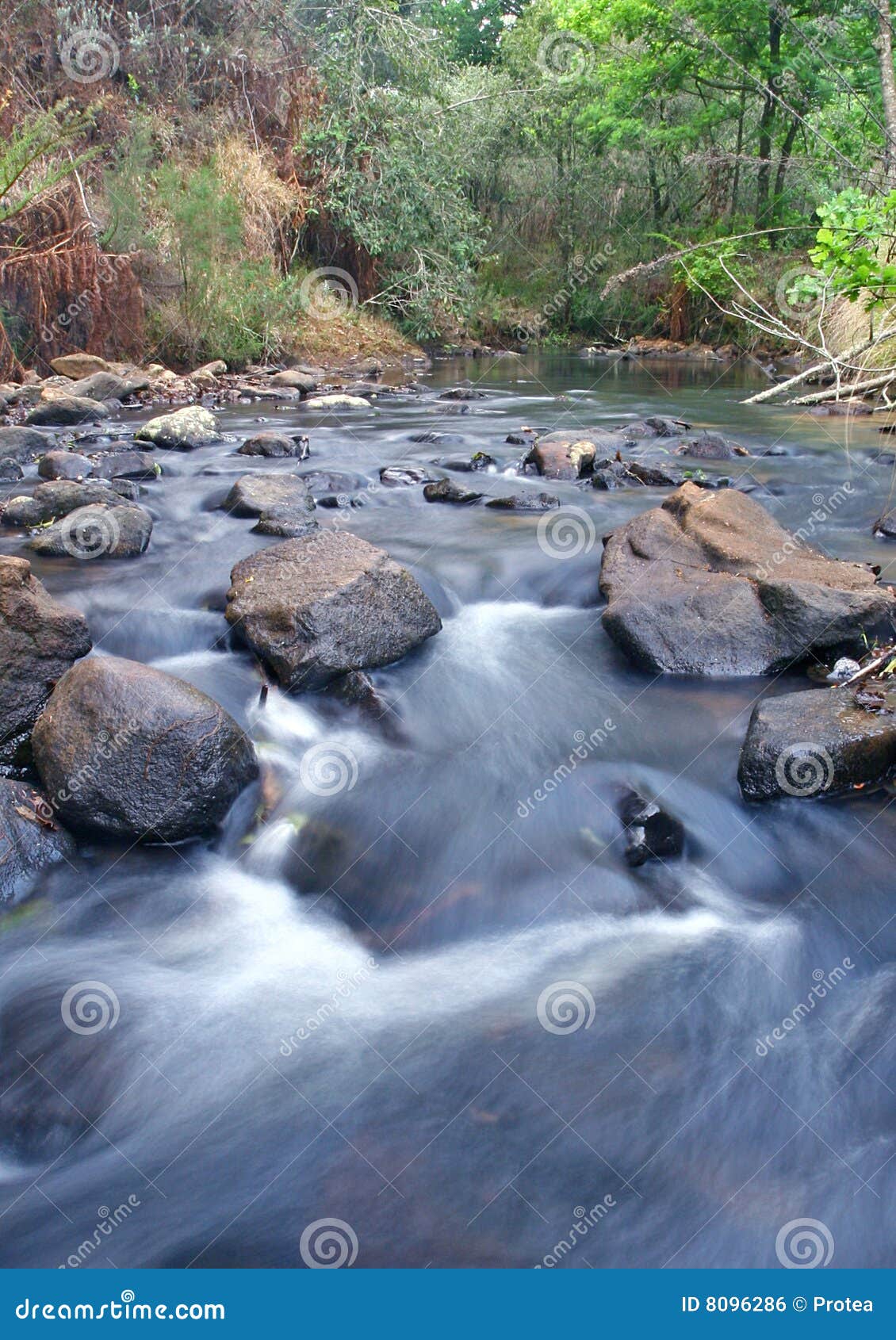 Flowing Water. River in Forest Stock Photo - Image of harmony, beauty ...